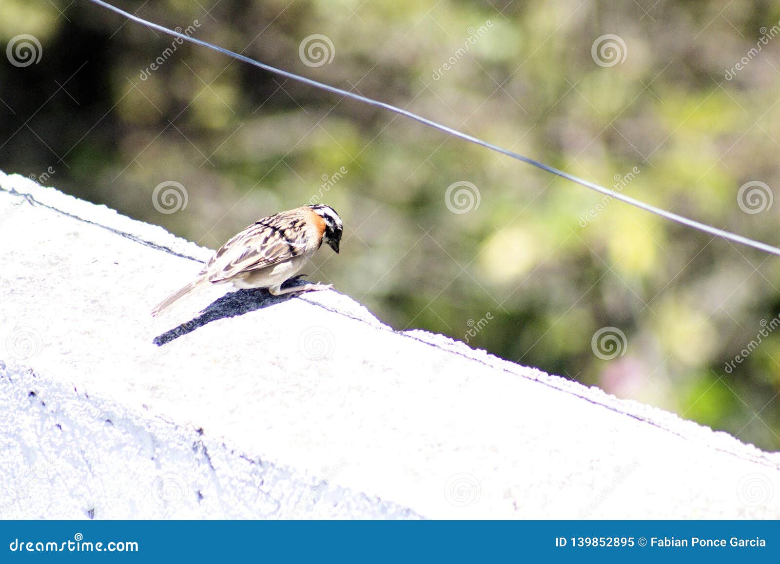 Sparrow standing on a wall stock image. Image of common - 139852895