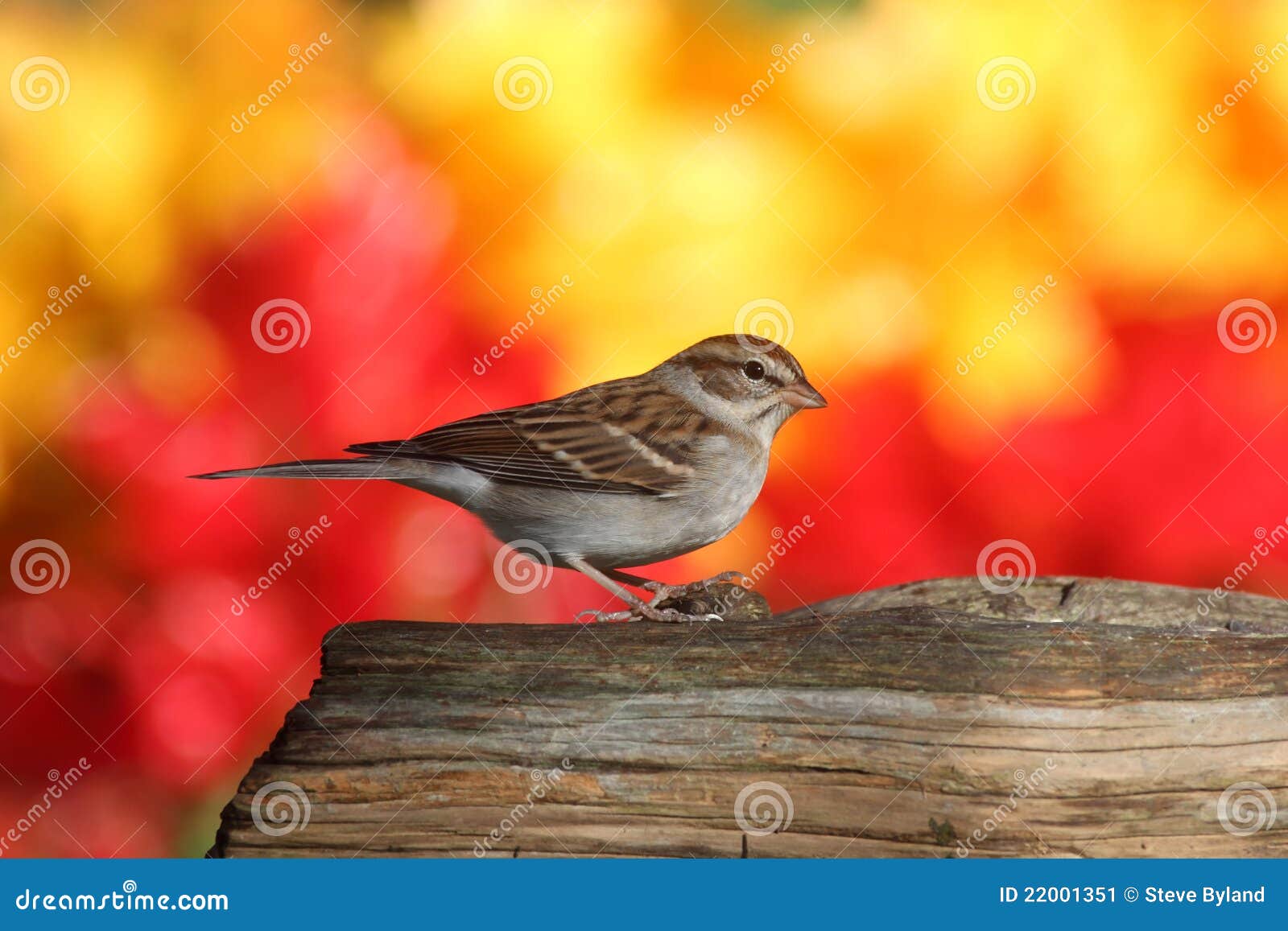 Sparrow on a Stump in Fall stock image. Image of colorful - 22001351