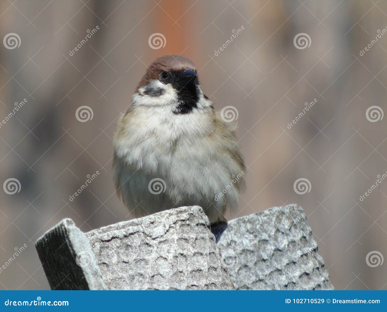 Sparrow stock image. Image of spring, nicebird, sparrow - 102710529