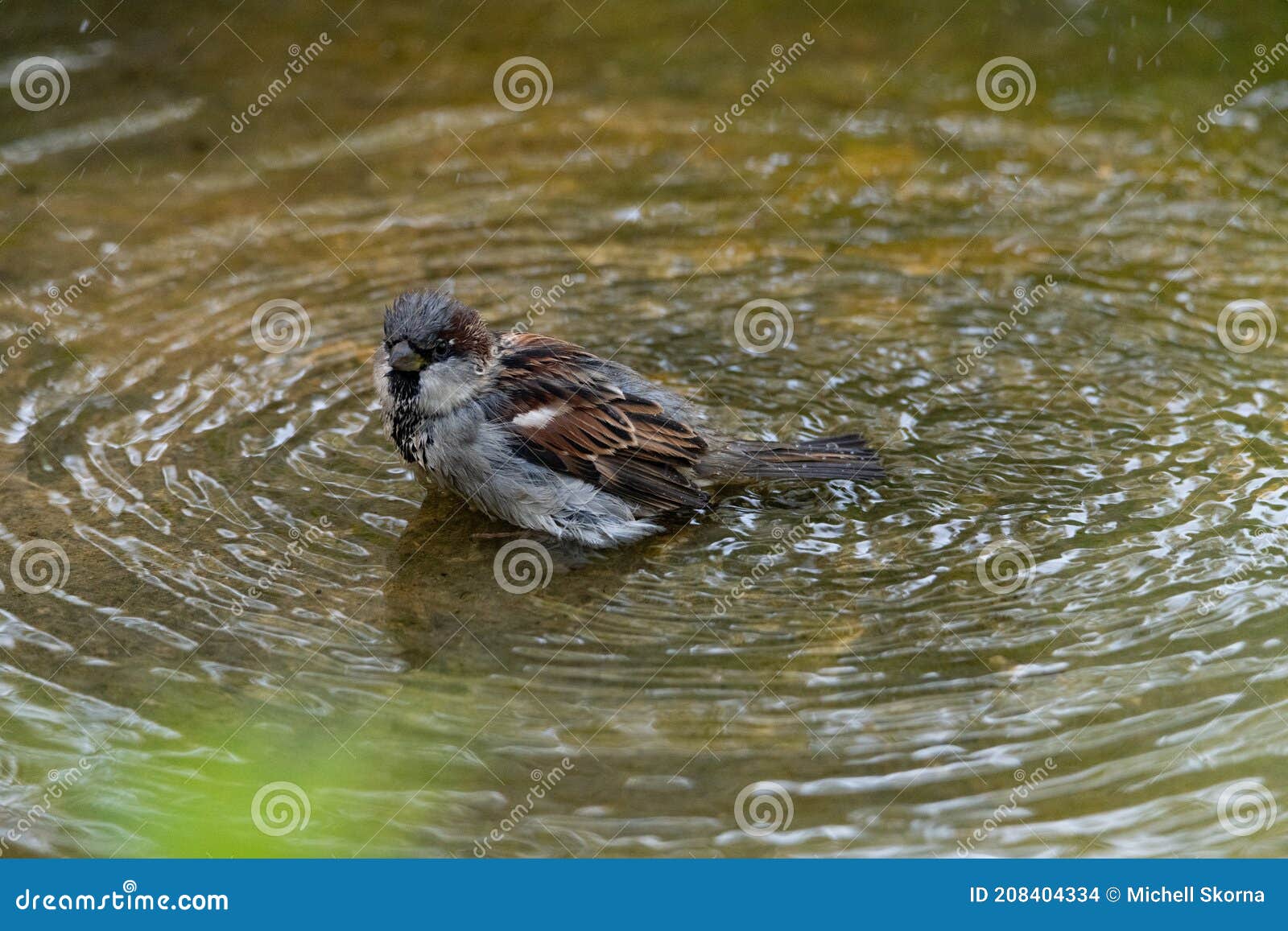 Sparrow Taking a Bath in a Puddle Stock Photo - Image of birds, plumage ...