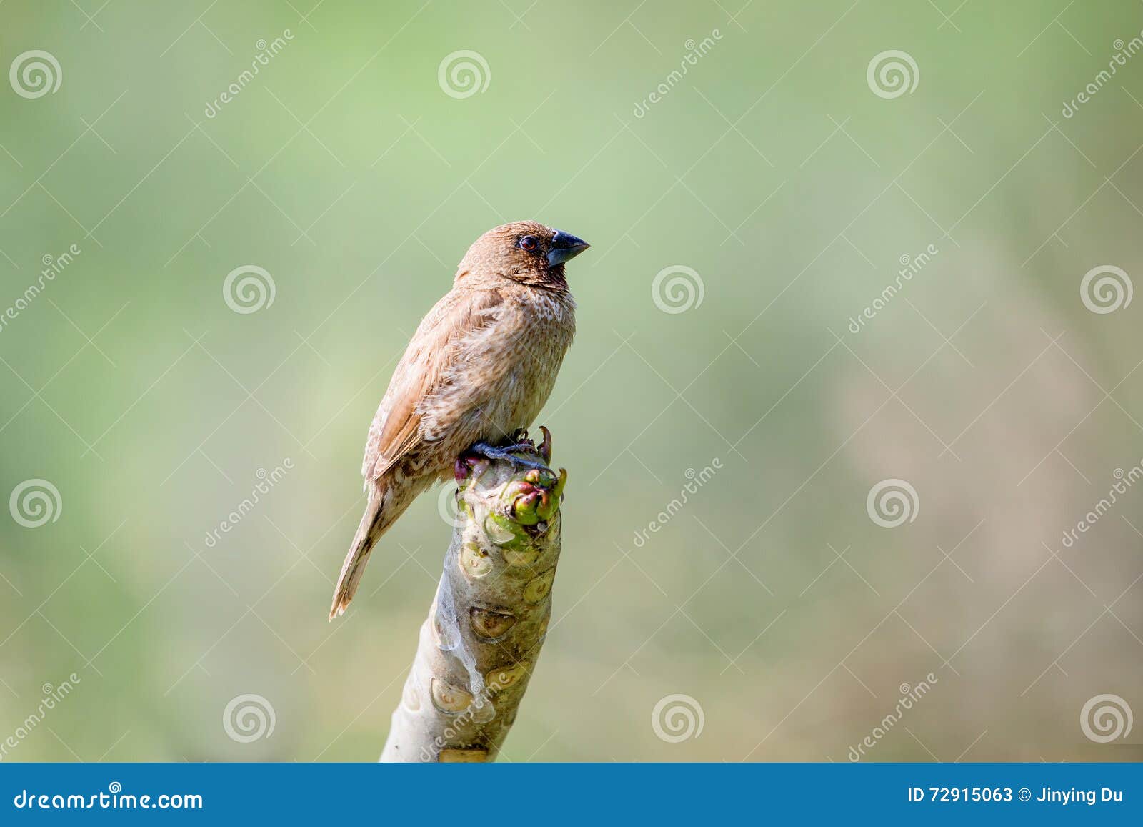 Sparrow stock image. Image of beak, ppasser, fauna, russet - 72915063