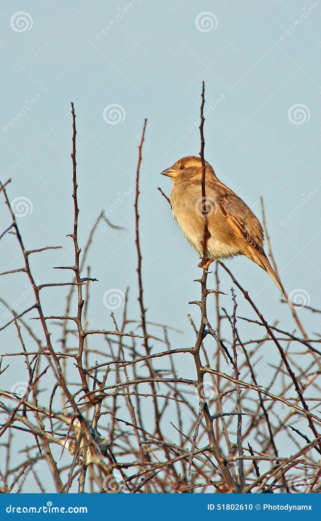 Sparrow in the thorn bush stock photo. Image of animals - 51802610
