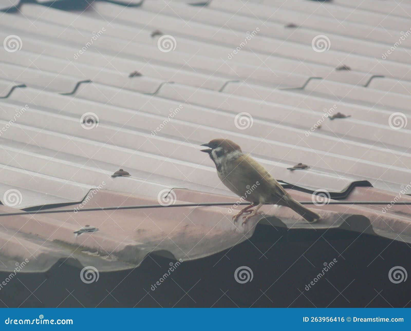 A sparrow on top of a roof stock photo. Image of looking - 263956416