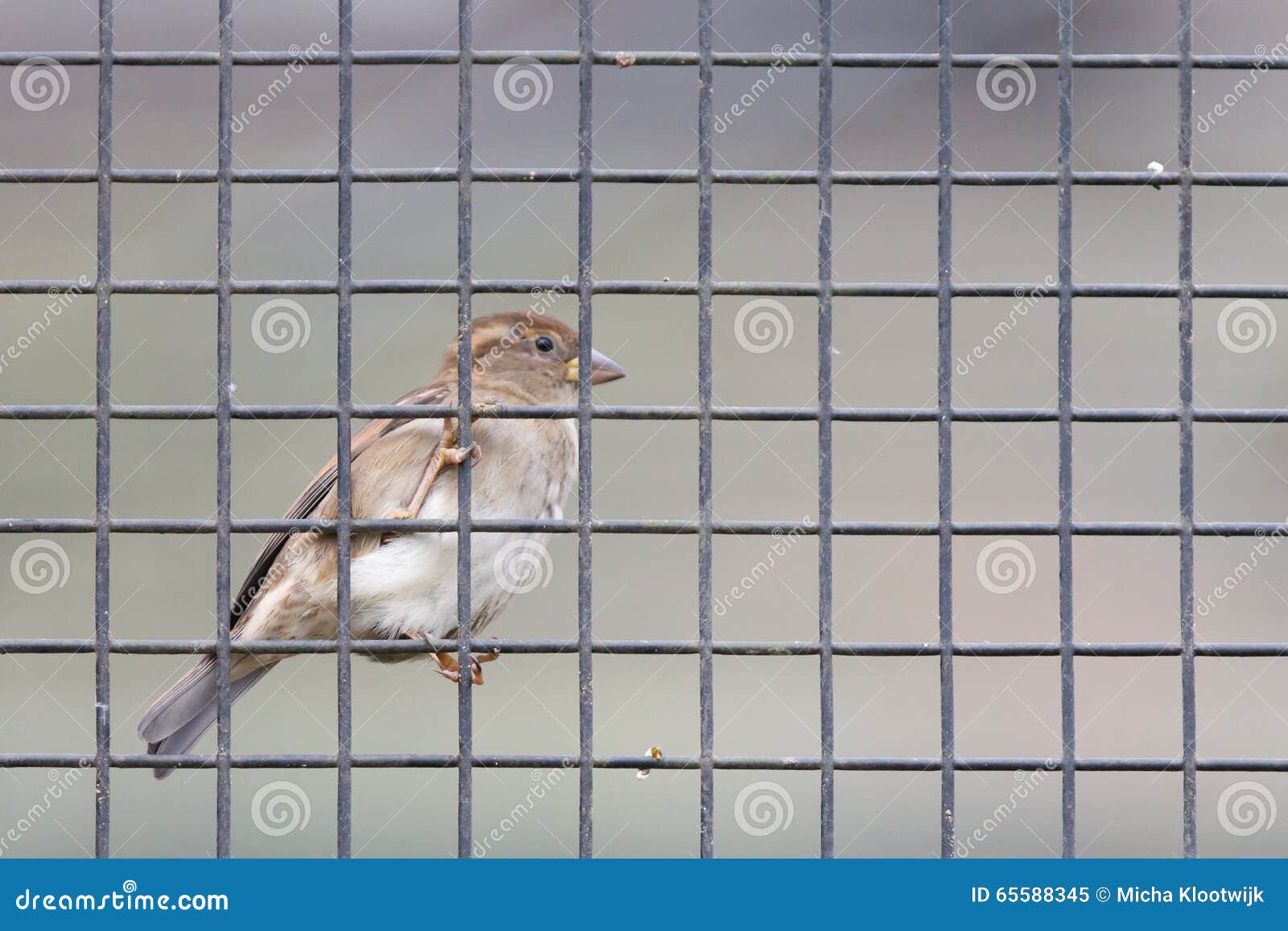 Sparrow trapped stock image. Image of ornithology, protection - 65588345