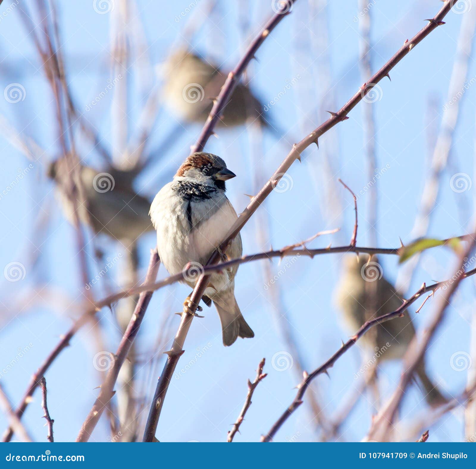 Sparrow on a Tree Against the Blue Sky Stock Image - Image of gray ...