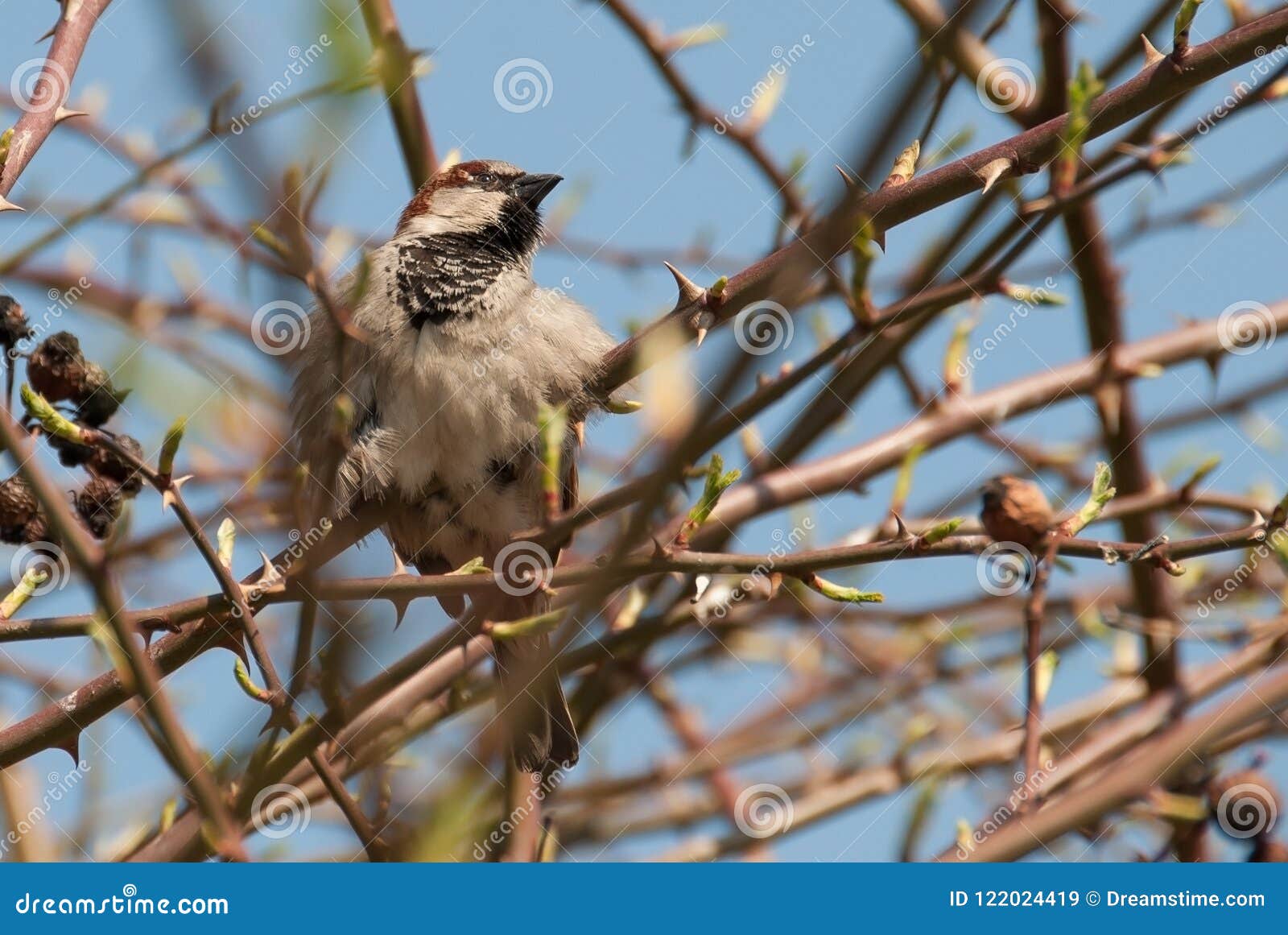 Sparrow on a Tree among Branches Stock Image - Image of branches, sits ...