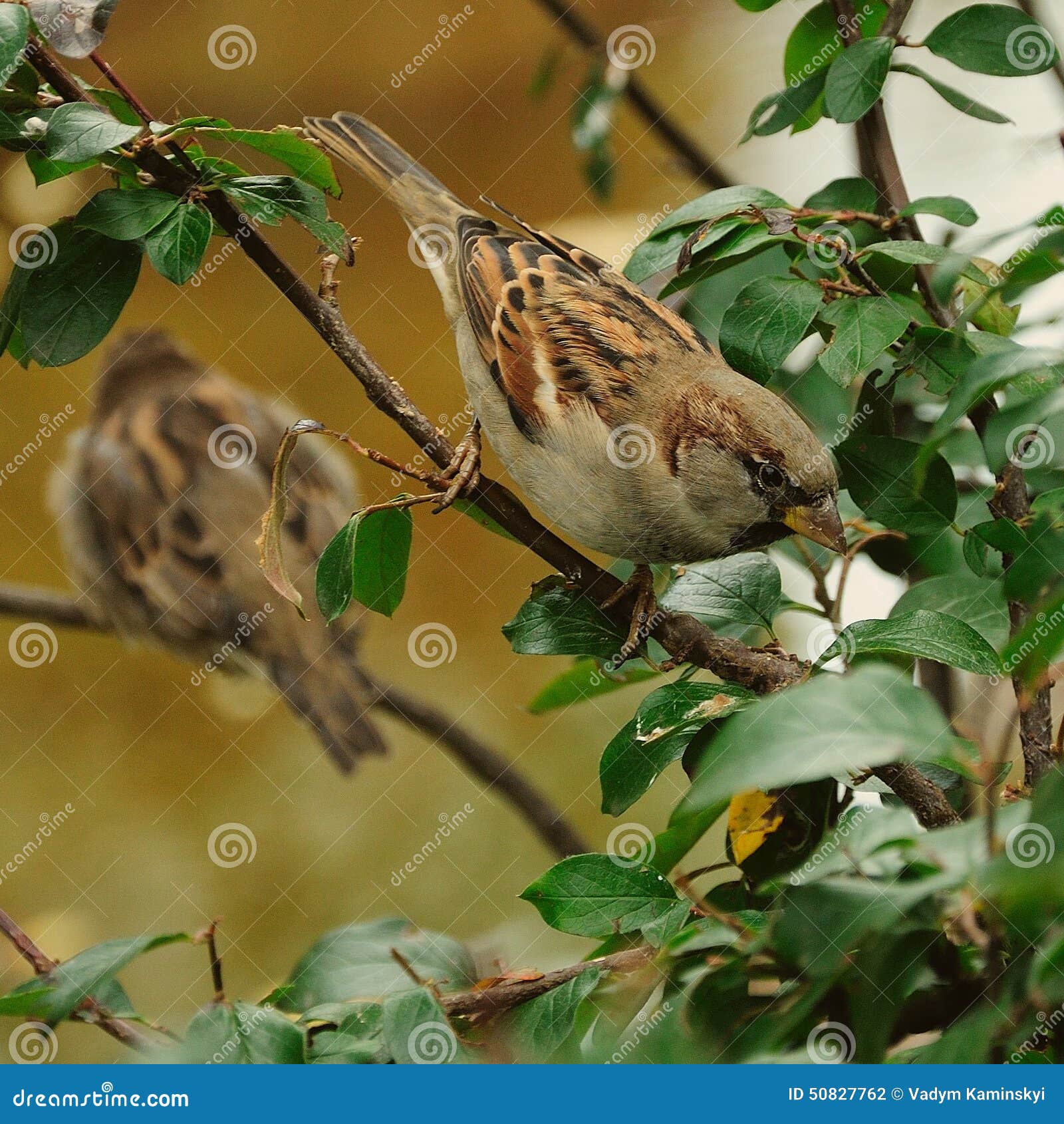 A Sparrow Sits on a Branch and Prepares To Take Off Stock Photo - Image ...