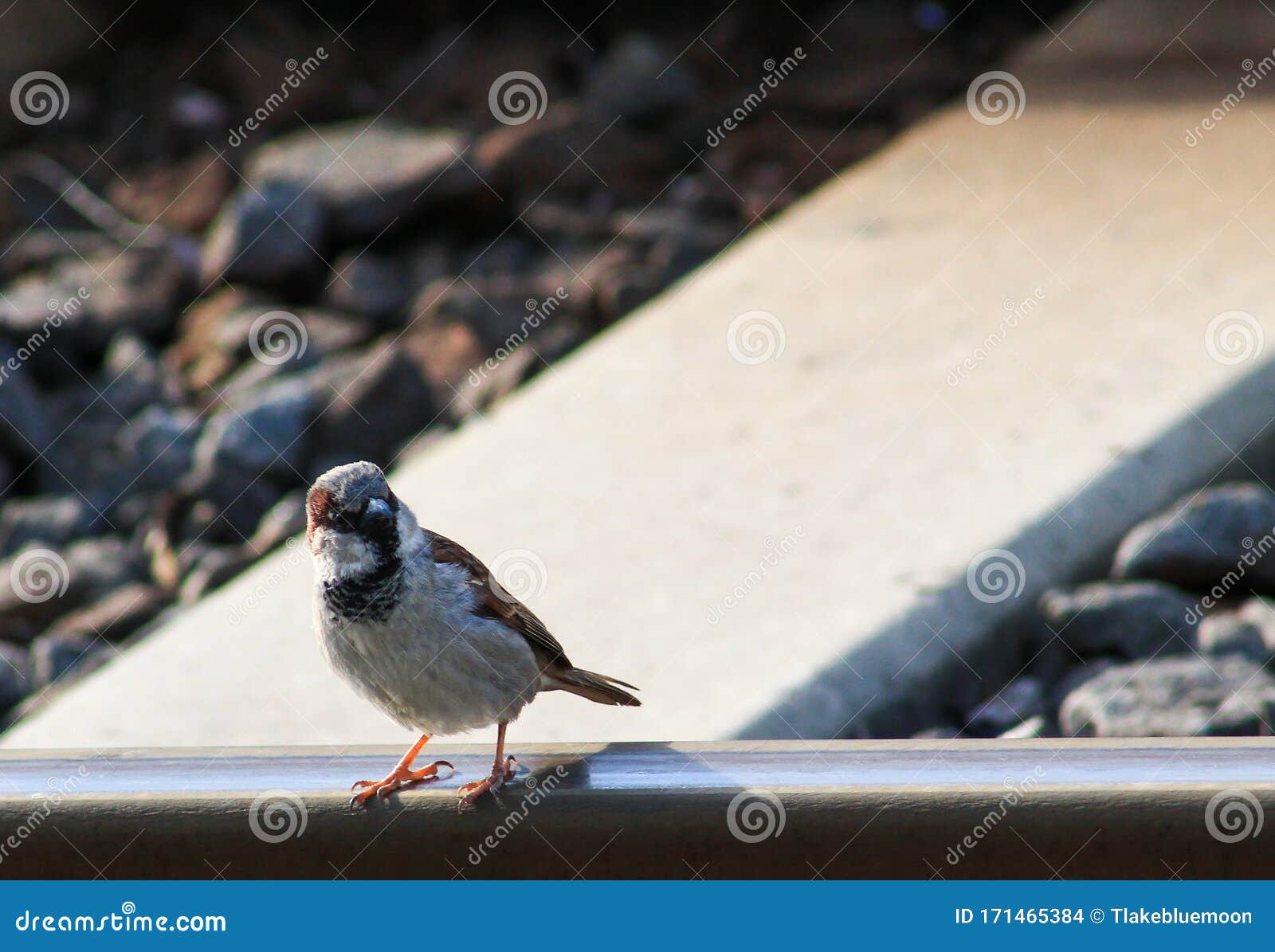 Sparrow-waiting for the Train Stock Photo - Image of rail, light: 171465384