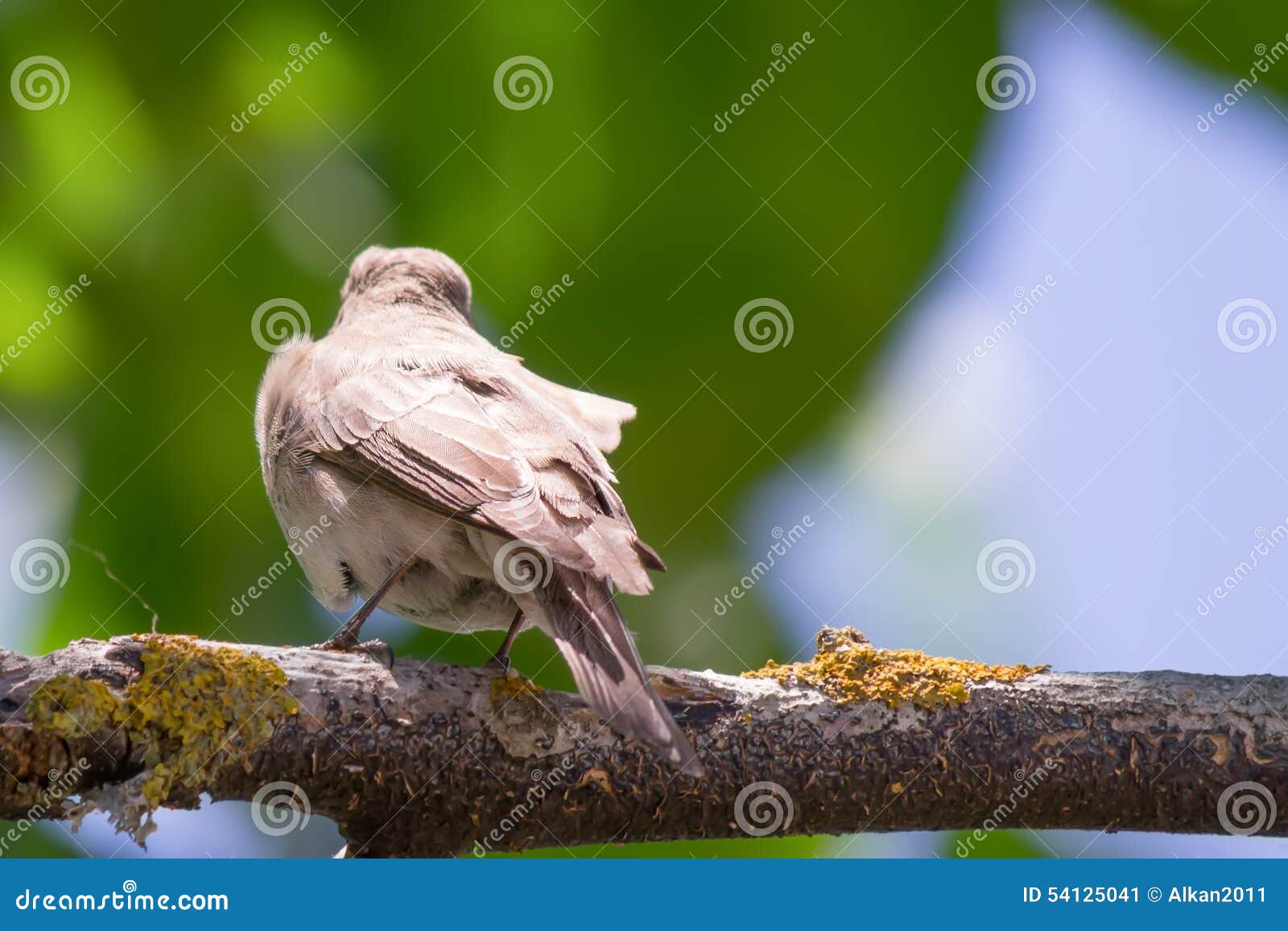Sparrow on a walnut branch stock image. Image of outdoors - 54125041