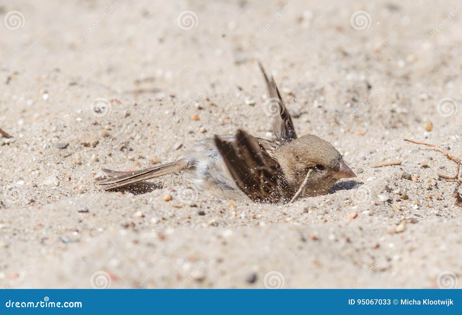 Sand Sparrow Washing Photos - Free & Royalty-Free Stock Photos from ...