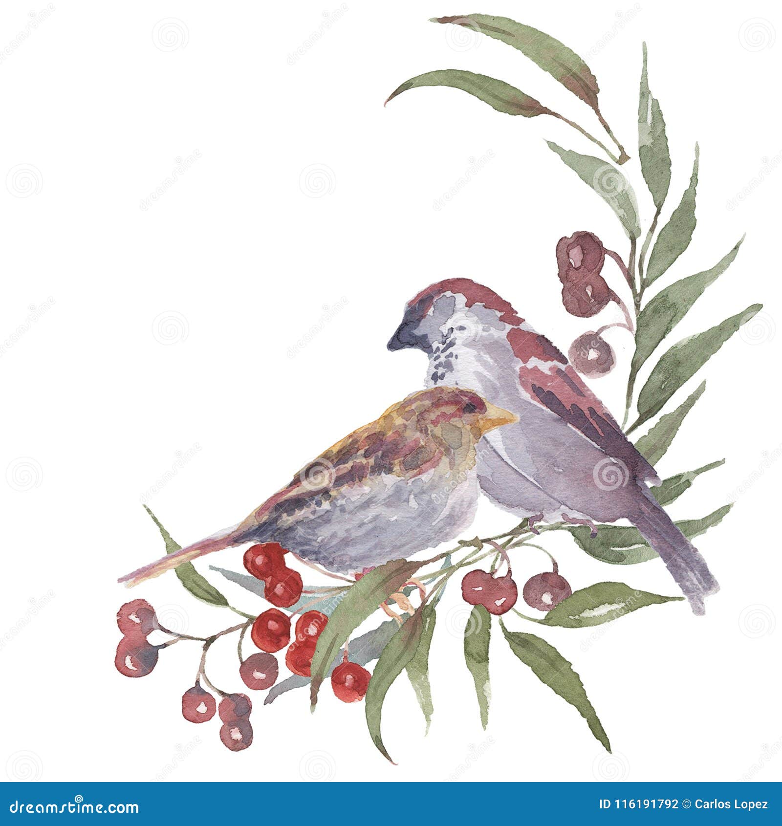 Sparrow Watercolor Handmade Illustration Stock Vector - Illustration of ...