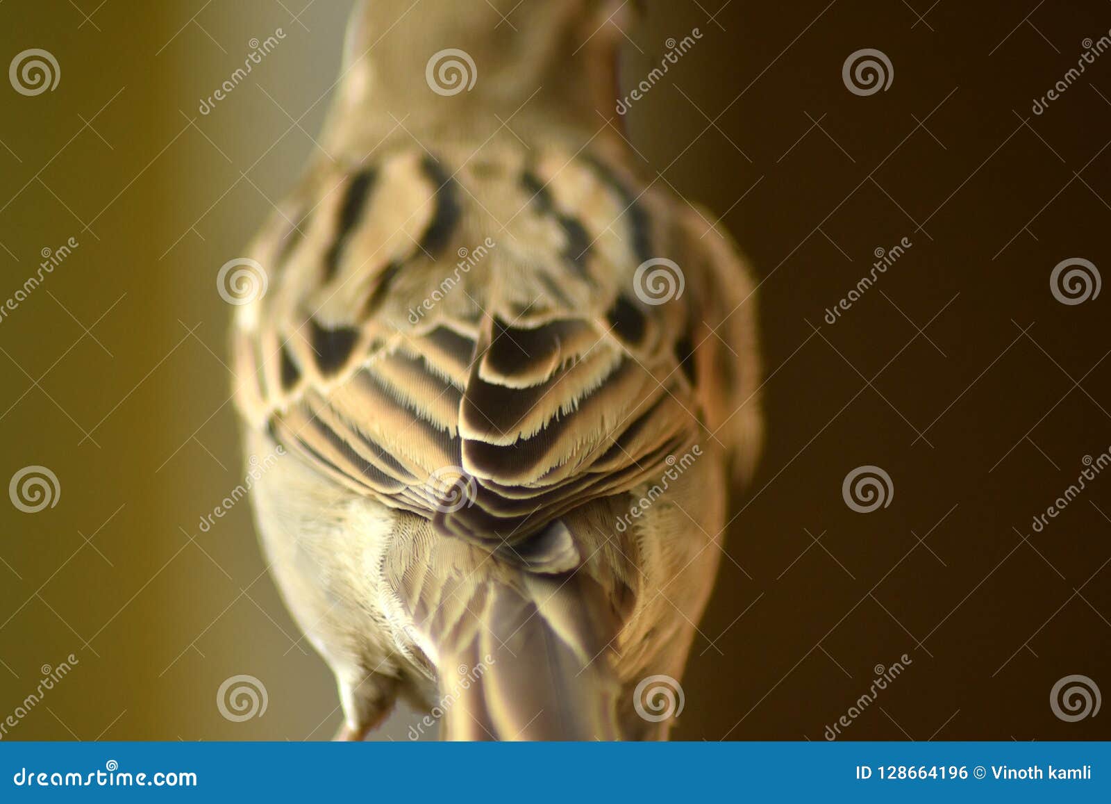 Sparrow wings stock photo. Image of bird, sparrow, wings - 128664196