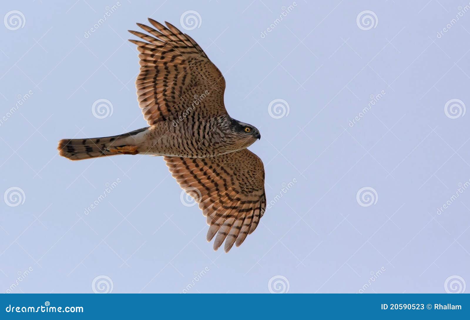 Sparrowhawk stock image. Image of wing, blue, accipiter - 20590523