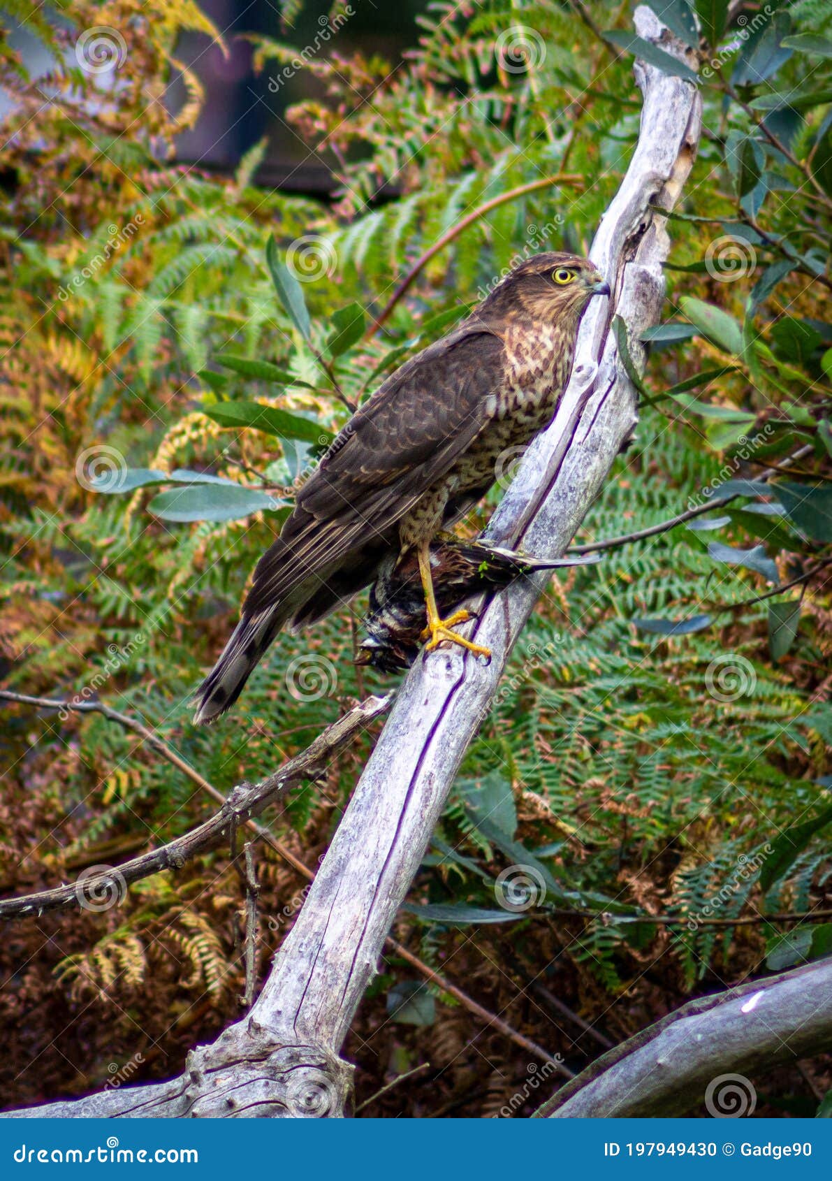 Sparrowhawk with prey stock photo. Image of beak, feathers - 197949430