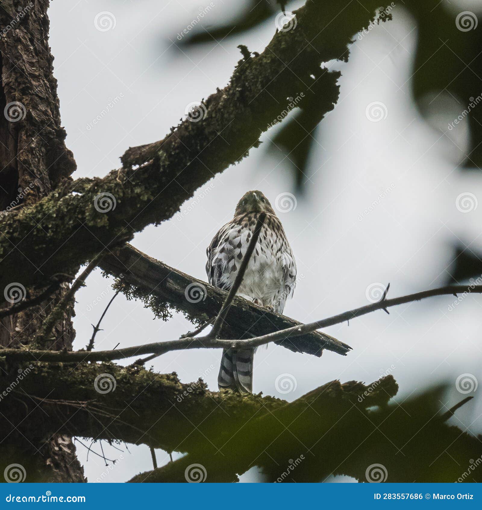 Sparrowhawk (Buteo Jamaicensis) Standing on a Tree Branch in the ...