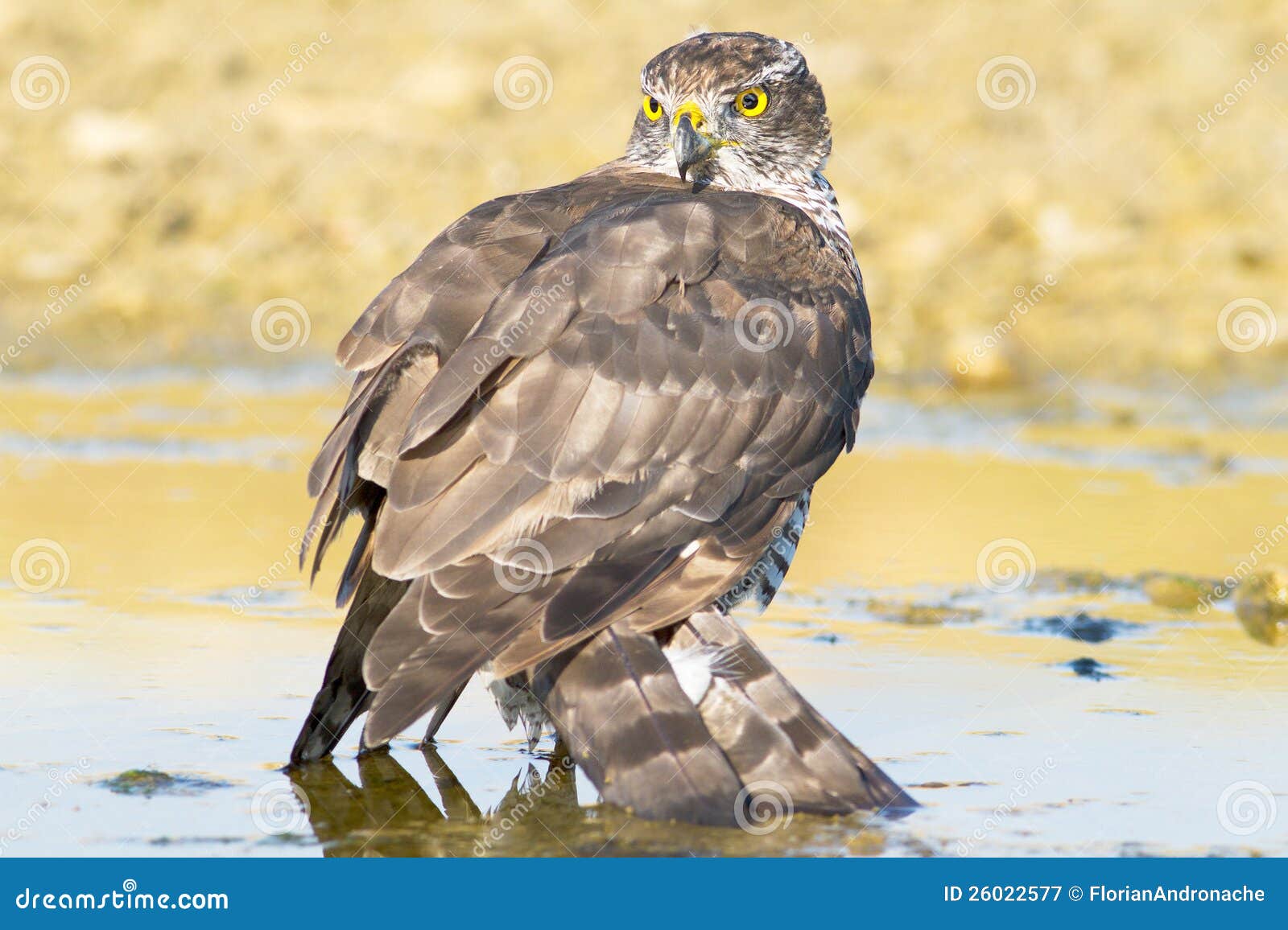 Sparrowhawk, Female / Accipiter Nisus Stock Image - Image of hawk ...