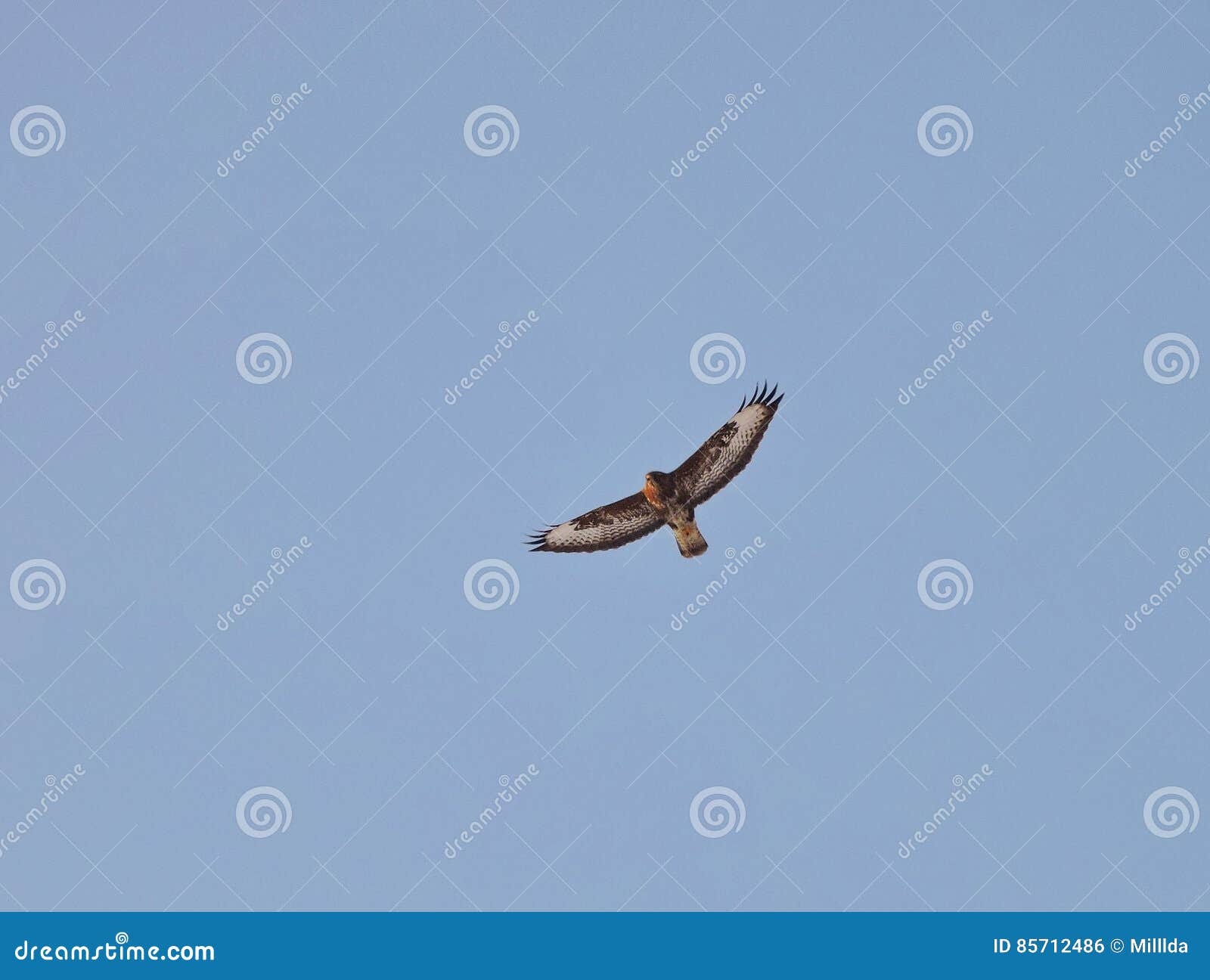 Sparrowhawk flying in sky stock photo. Image of view - 85712486
