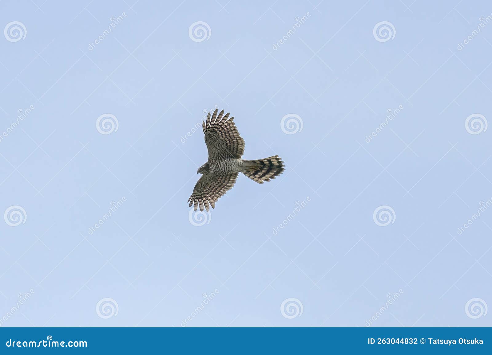 A Sparrowhawk in flying. stock photo. Image of freedom - 263044832