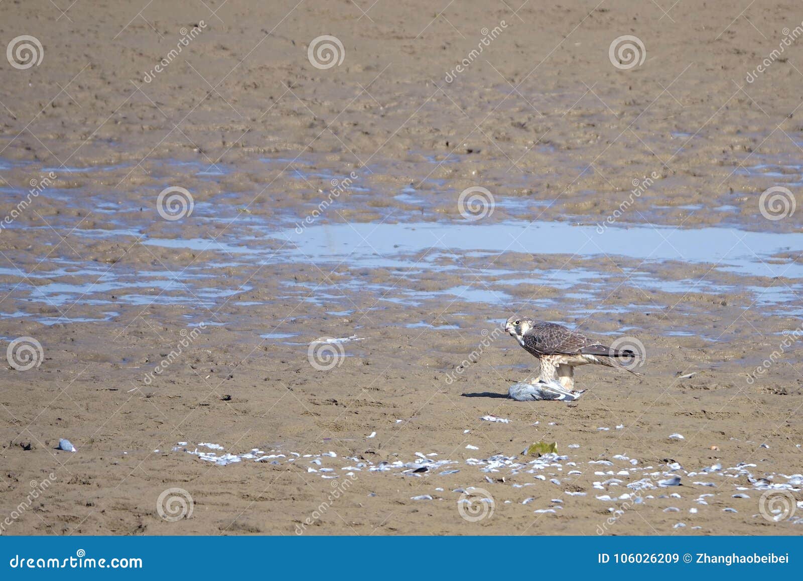 Sparrowhawk hunting stock image. Image of accipiter - 106026209