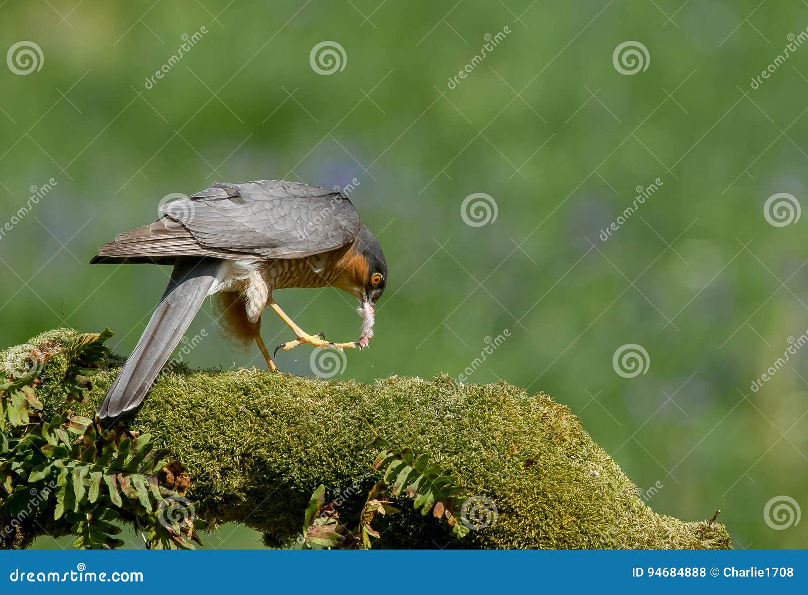 Sparrowhawk with prey stock photo. Image of accipitridae - 94684888