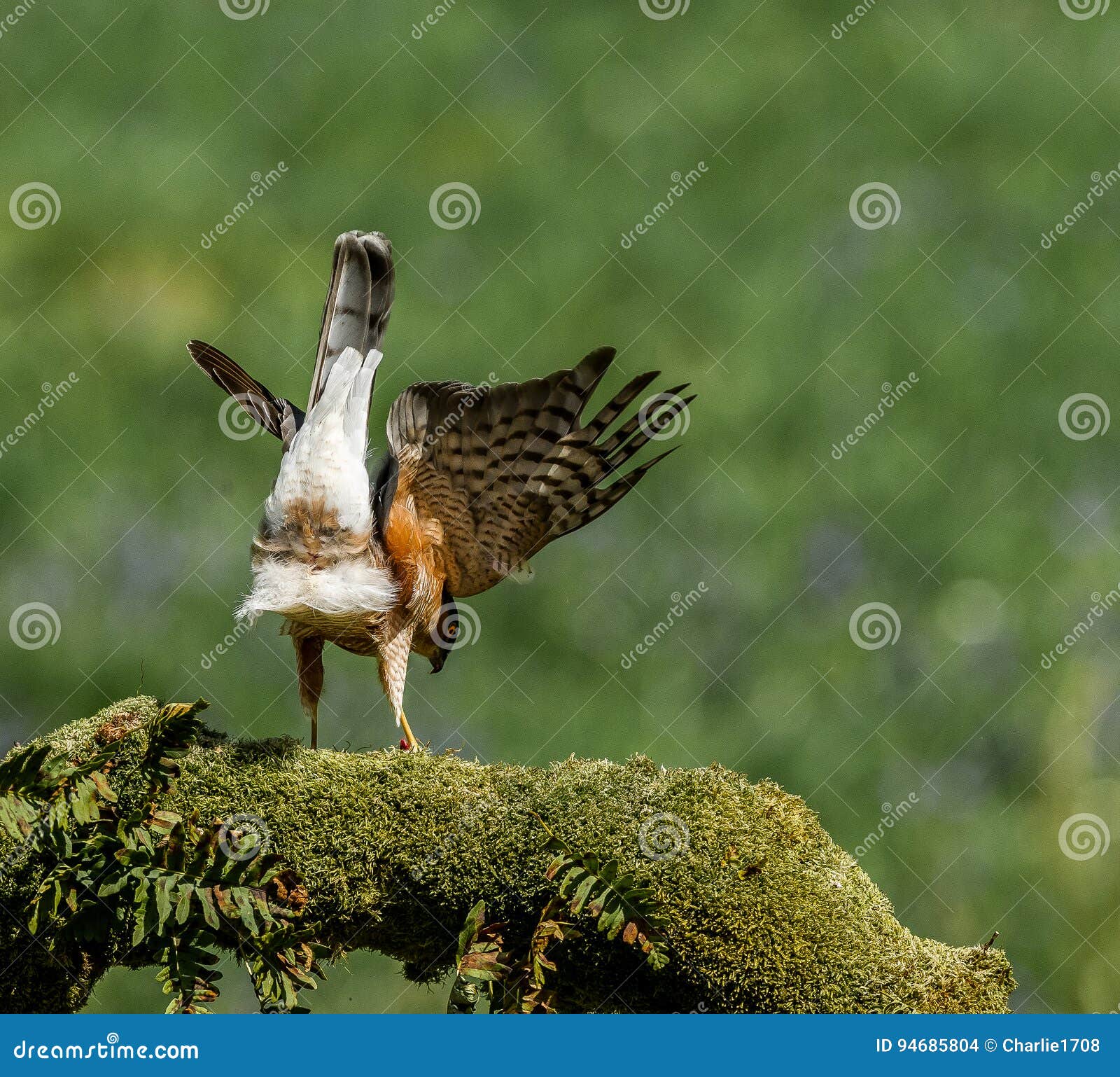 Sparrowhawk with prey stock photo. Image of prey, animals - 94685804