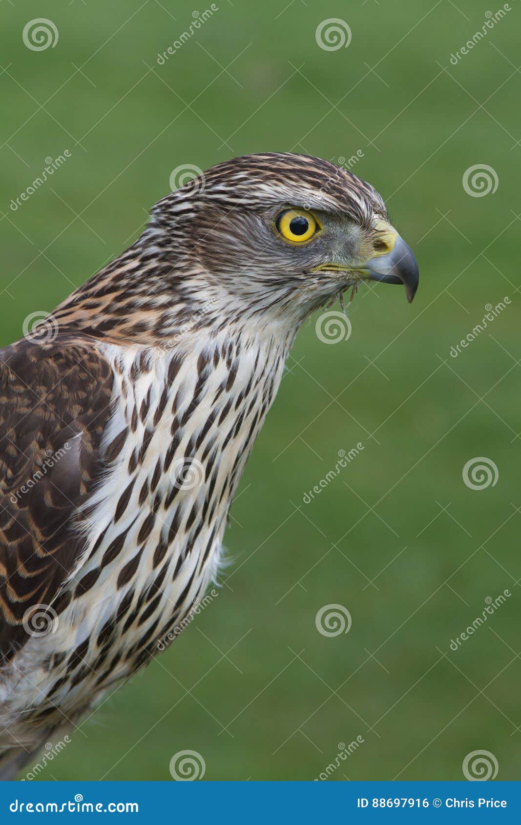 Sparrowhawk stock photo. Image of prey, predator, bird - 88697916