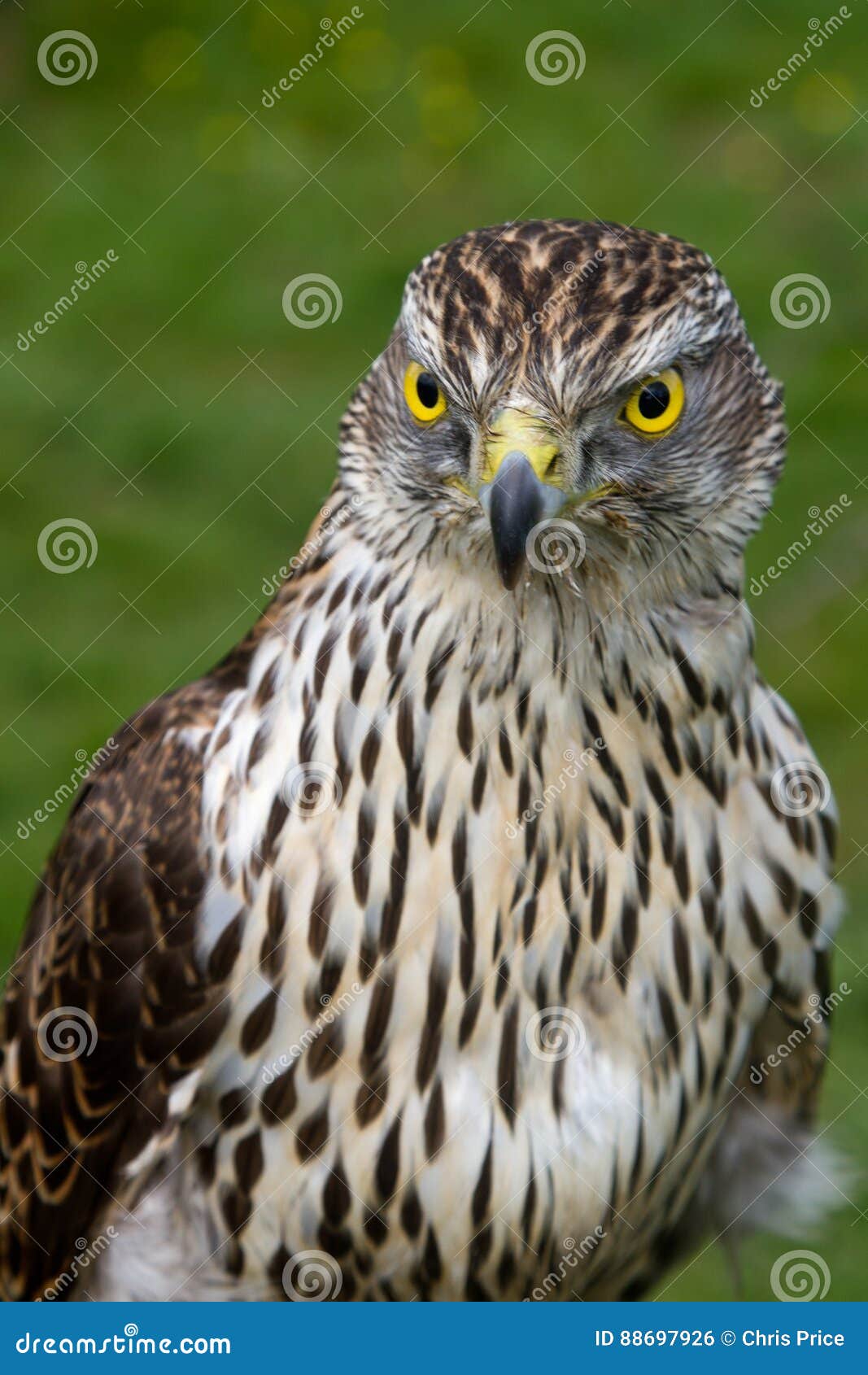 Sparrowhawk stock photo. Image of beak, falconry, raptor - 88697926