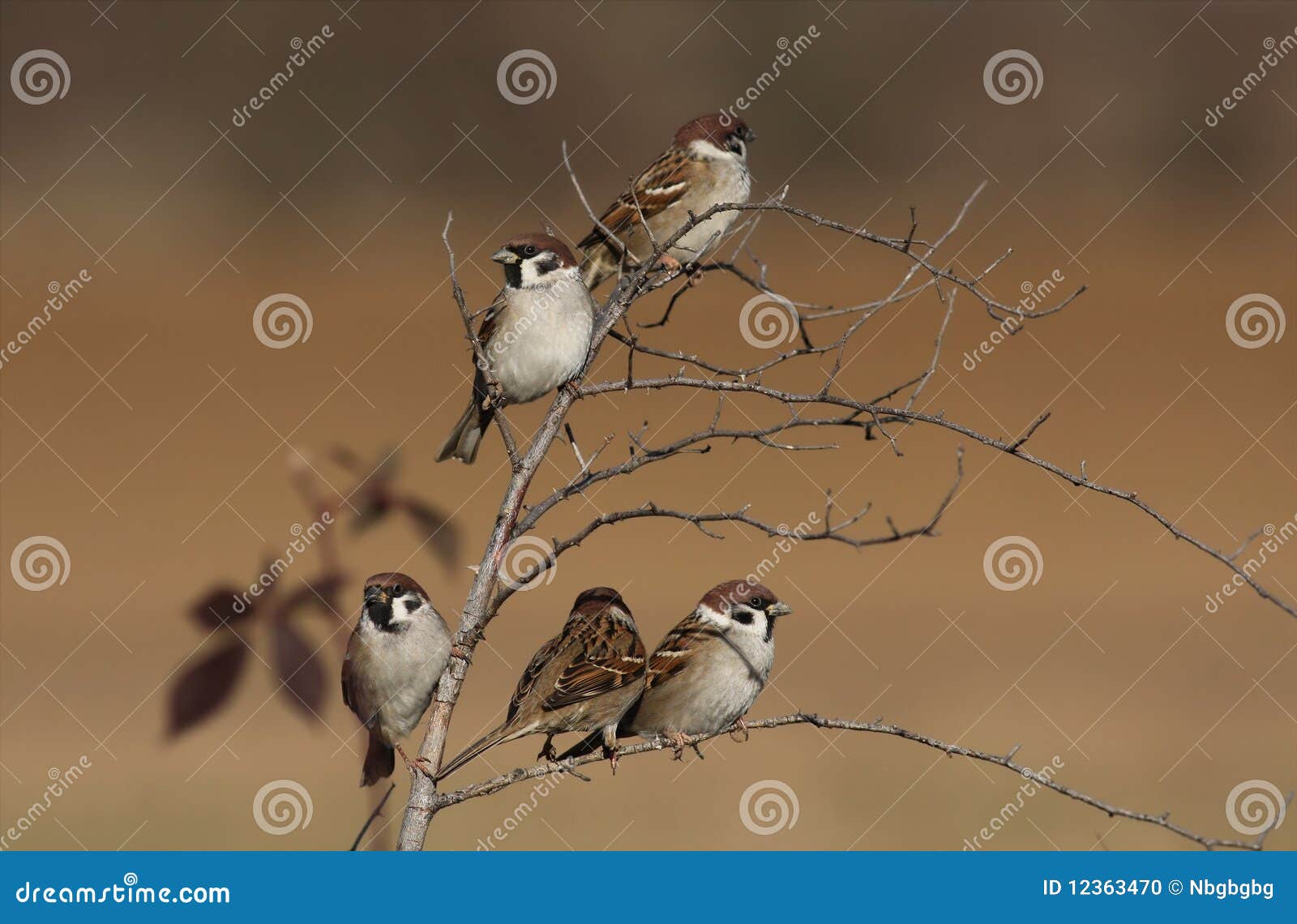 Sparrows stock photo. Image of wild, beak, sparow, nightingale - 12363470