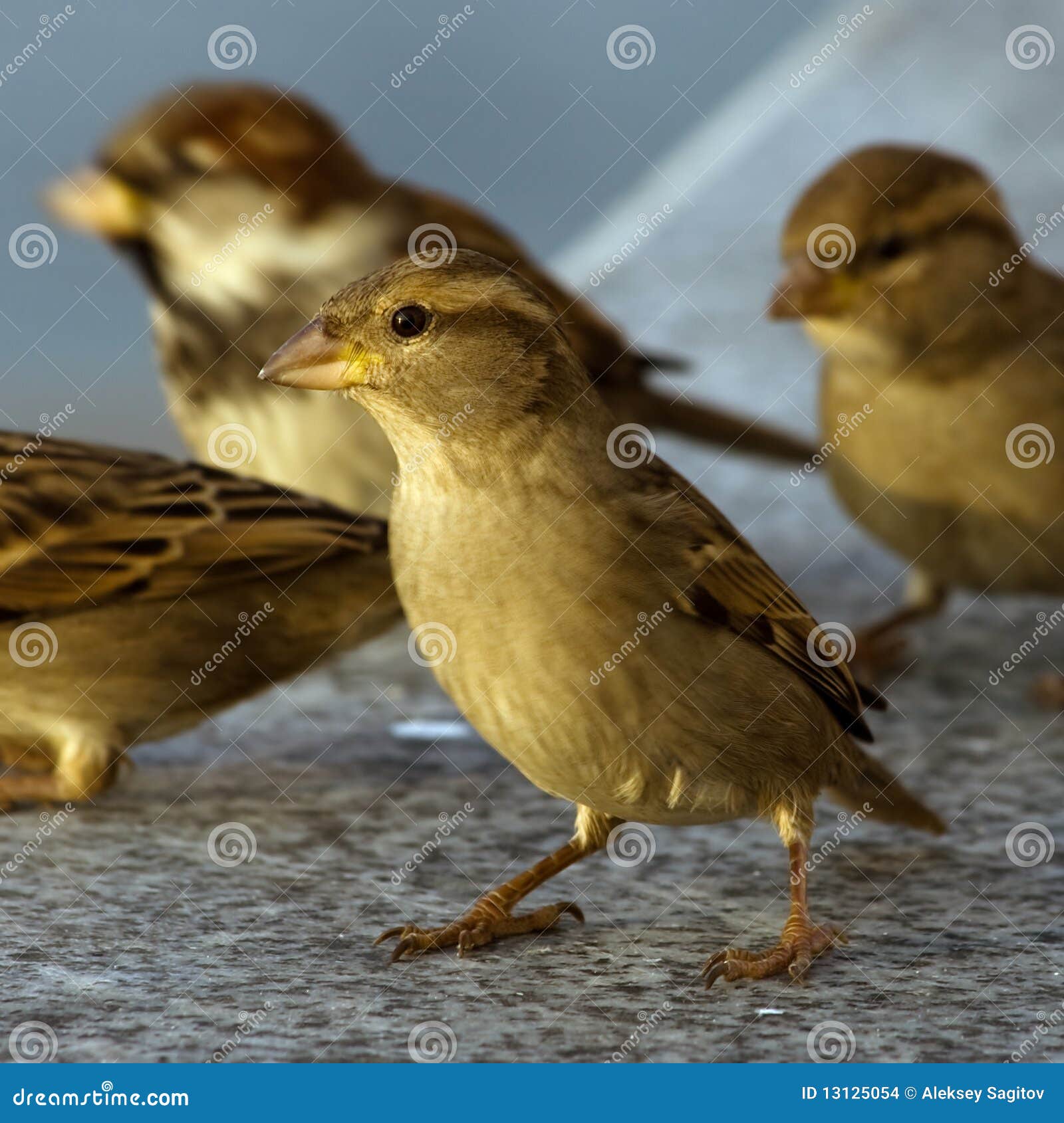 Sparrows stock photo. Image of nature, eyes, birdie, wildlife - 13125054
