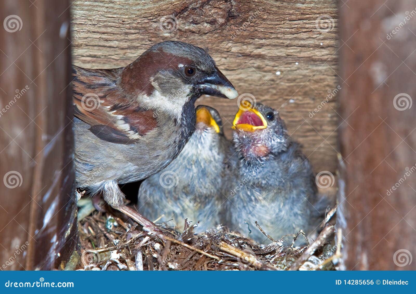 Sparrows stock photo. Image of hatch, animals, home, beaks - 14285656