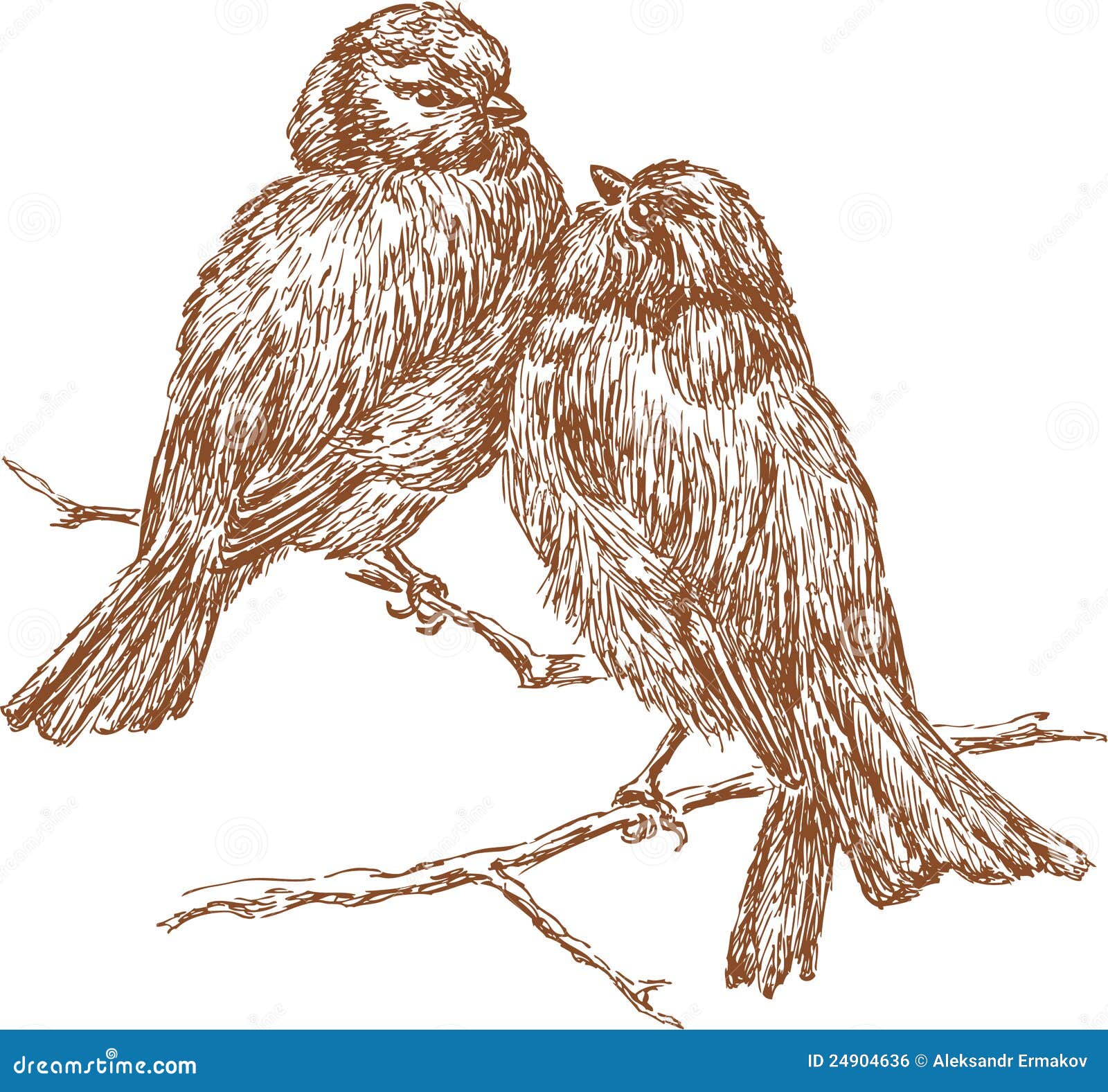 Sparrows stock vector. Illustration of sitting, white - 24904636