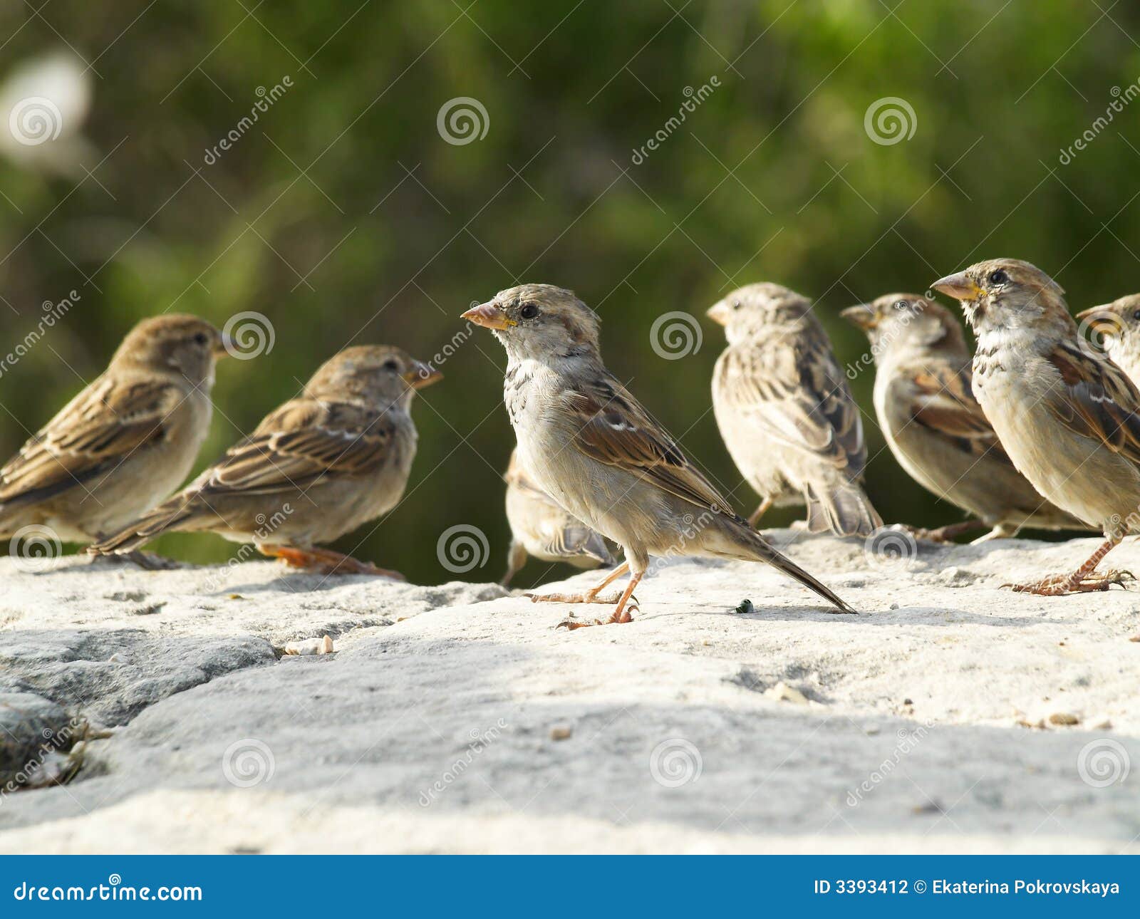 Sparrows stock photo. Image of protection, sparrow, outdoors - 3393412