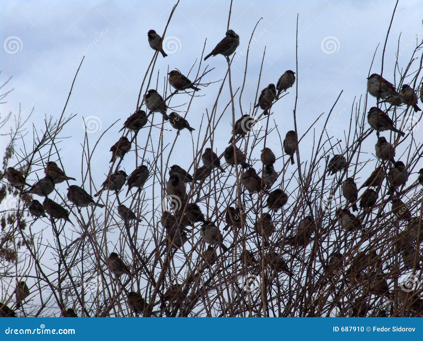 Sparrows stock photo. Image of wings, aviary, group, cold - 687910
