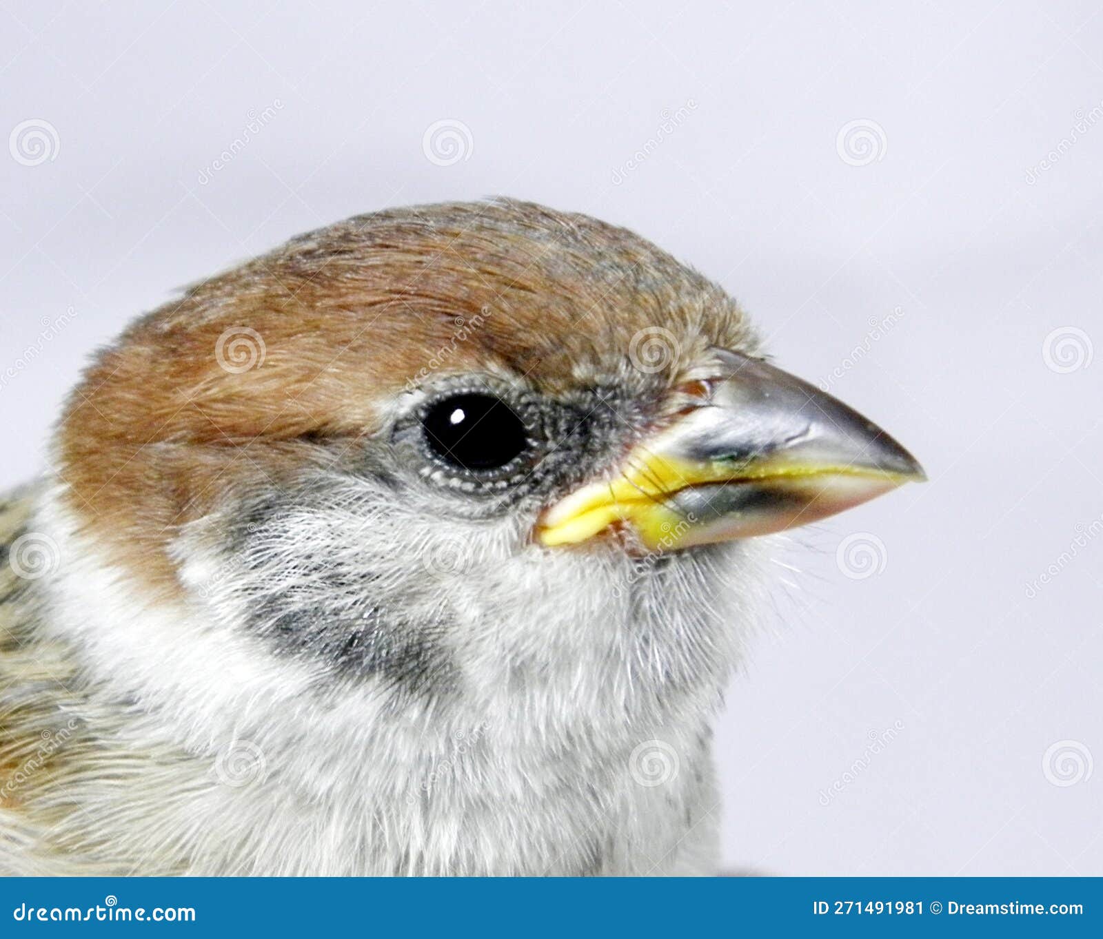 Sparrows As the Most Common Birds in the Human Environment (Thousands ...