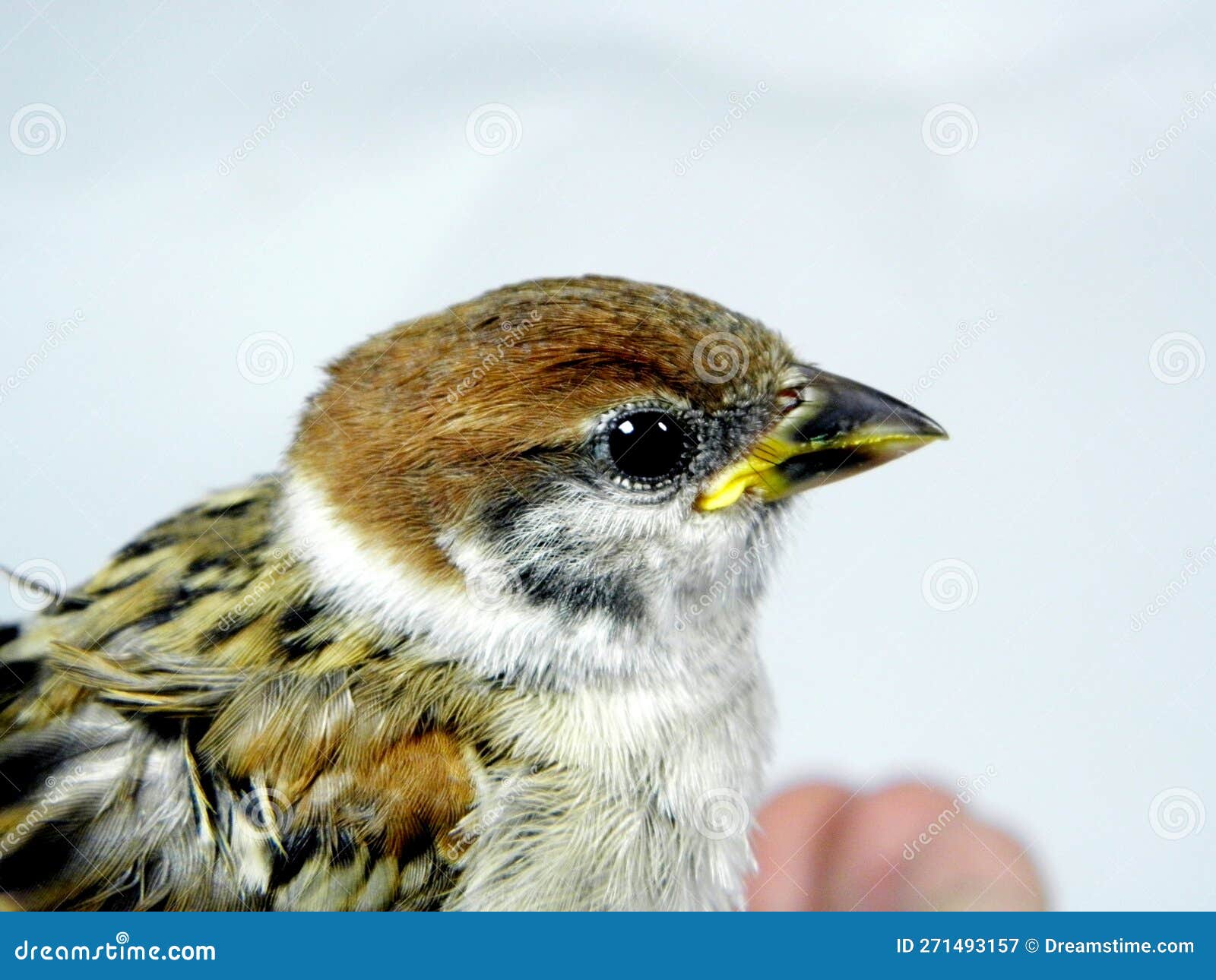 Sparrows As the Most Common Birds in the Human Environment (Thousands ...