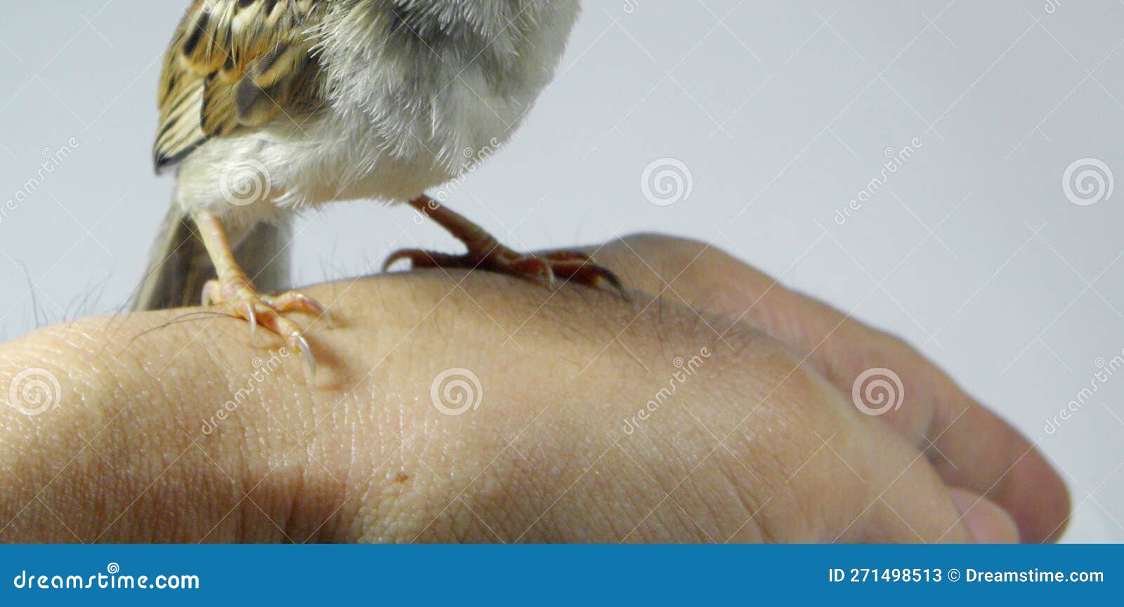Sparrows As the Most Common Birds in the Human Environment (Thousands ...