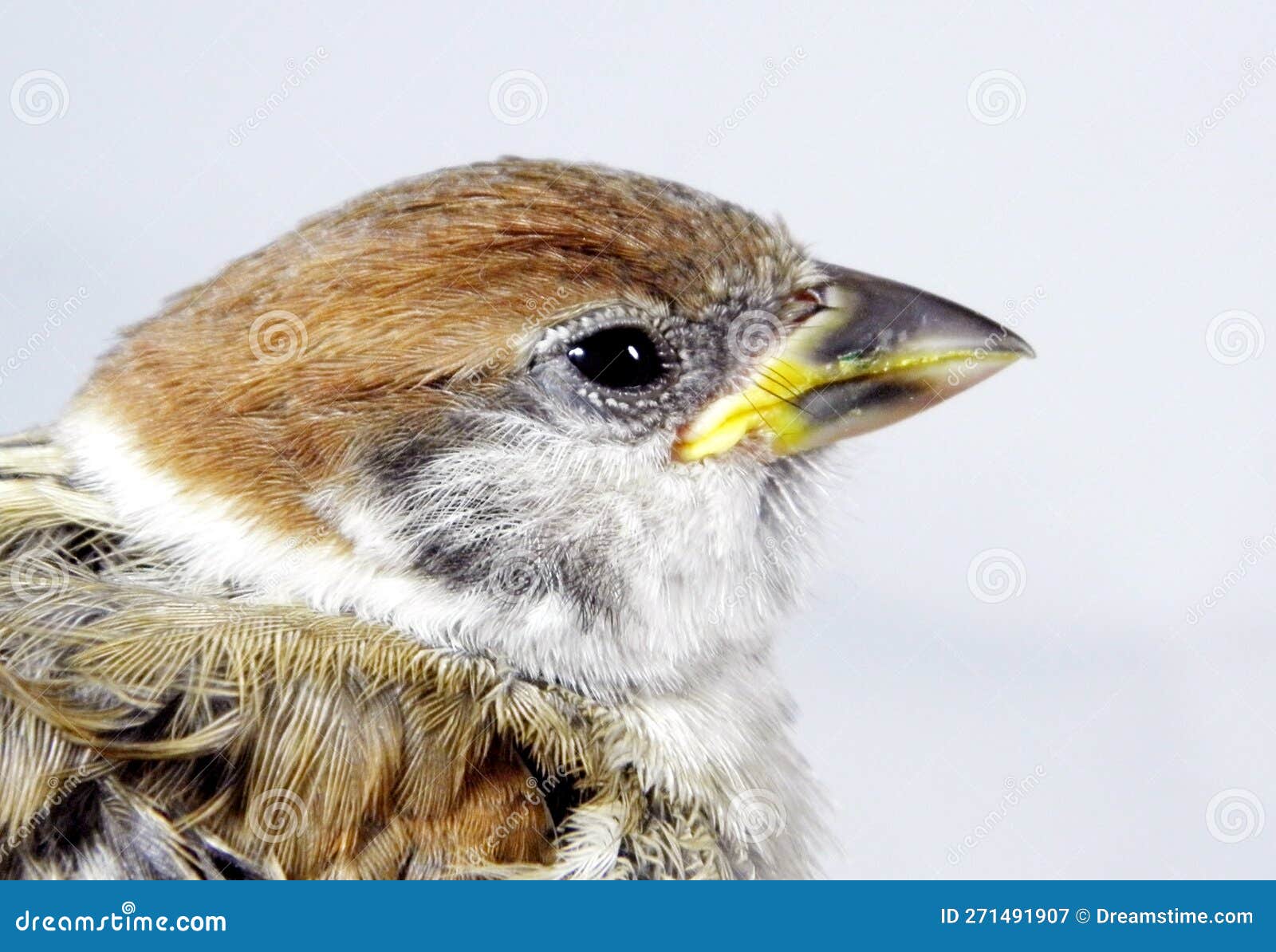 Sparrows As the Most Common Birds in the Human Environment (Thousands ...