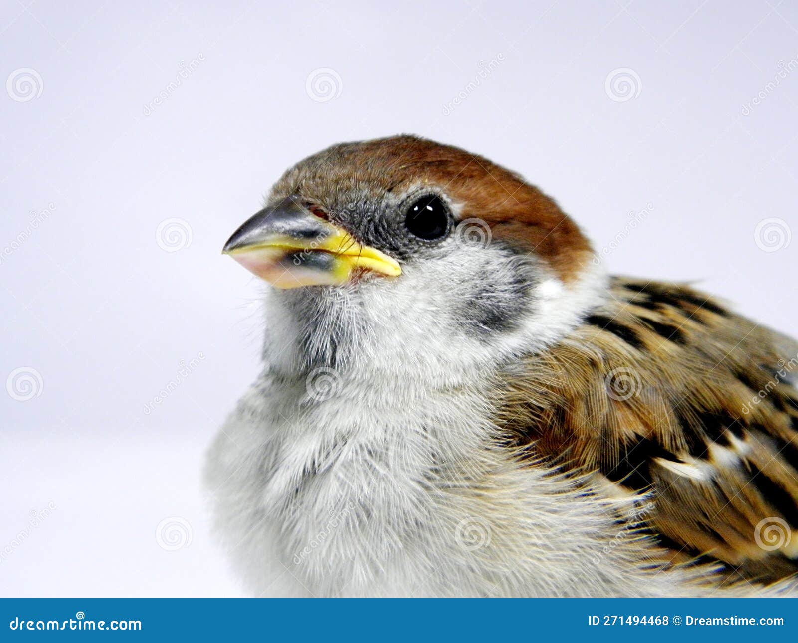 Sparrows As the Most Common Birds in the Human Environment (Thousands ...