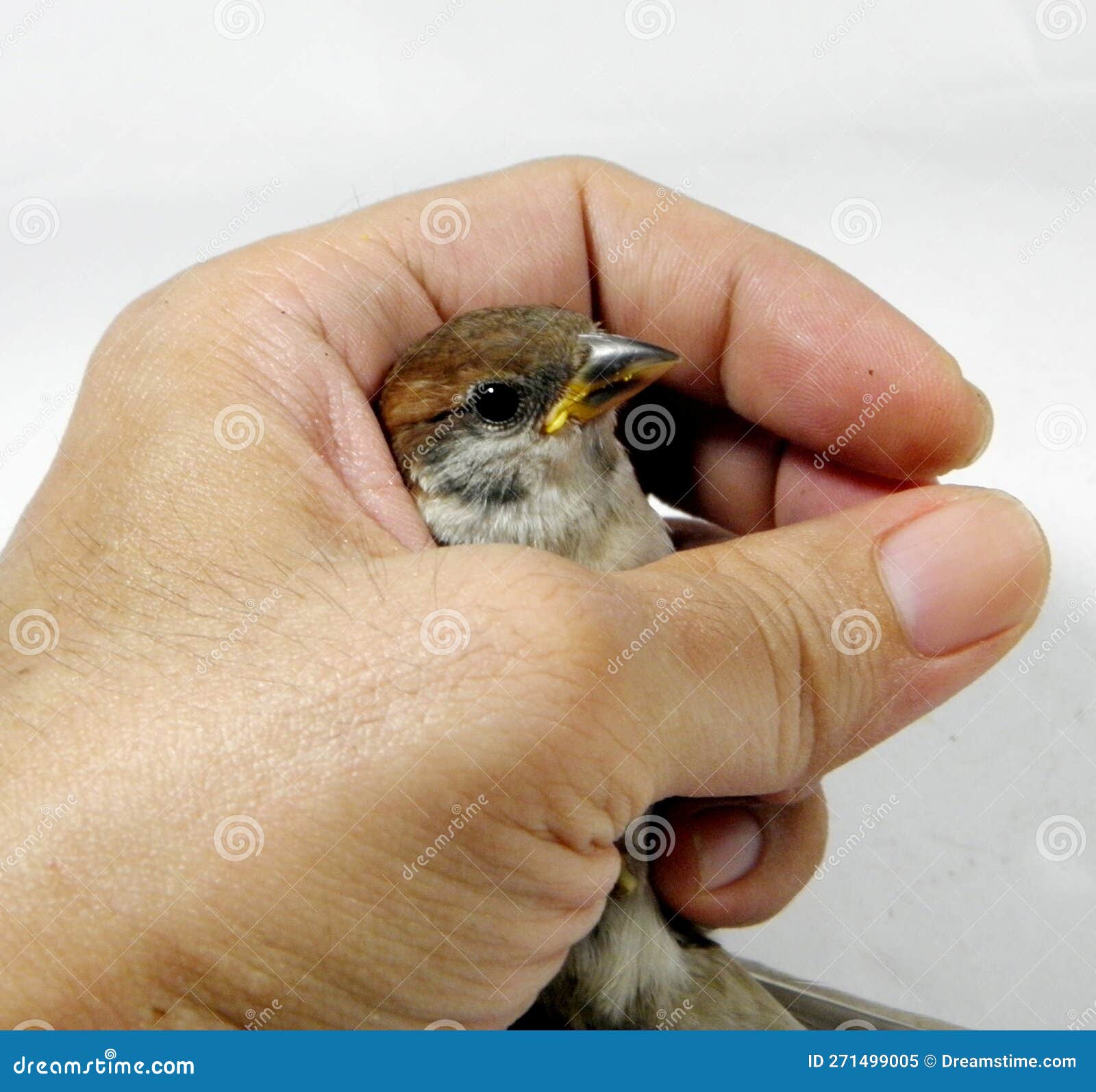 Sparrows As the Most Common Birds in the Human Environment (Thousands ...