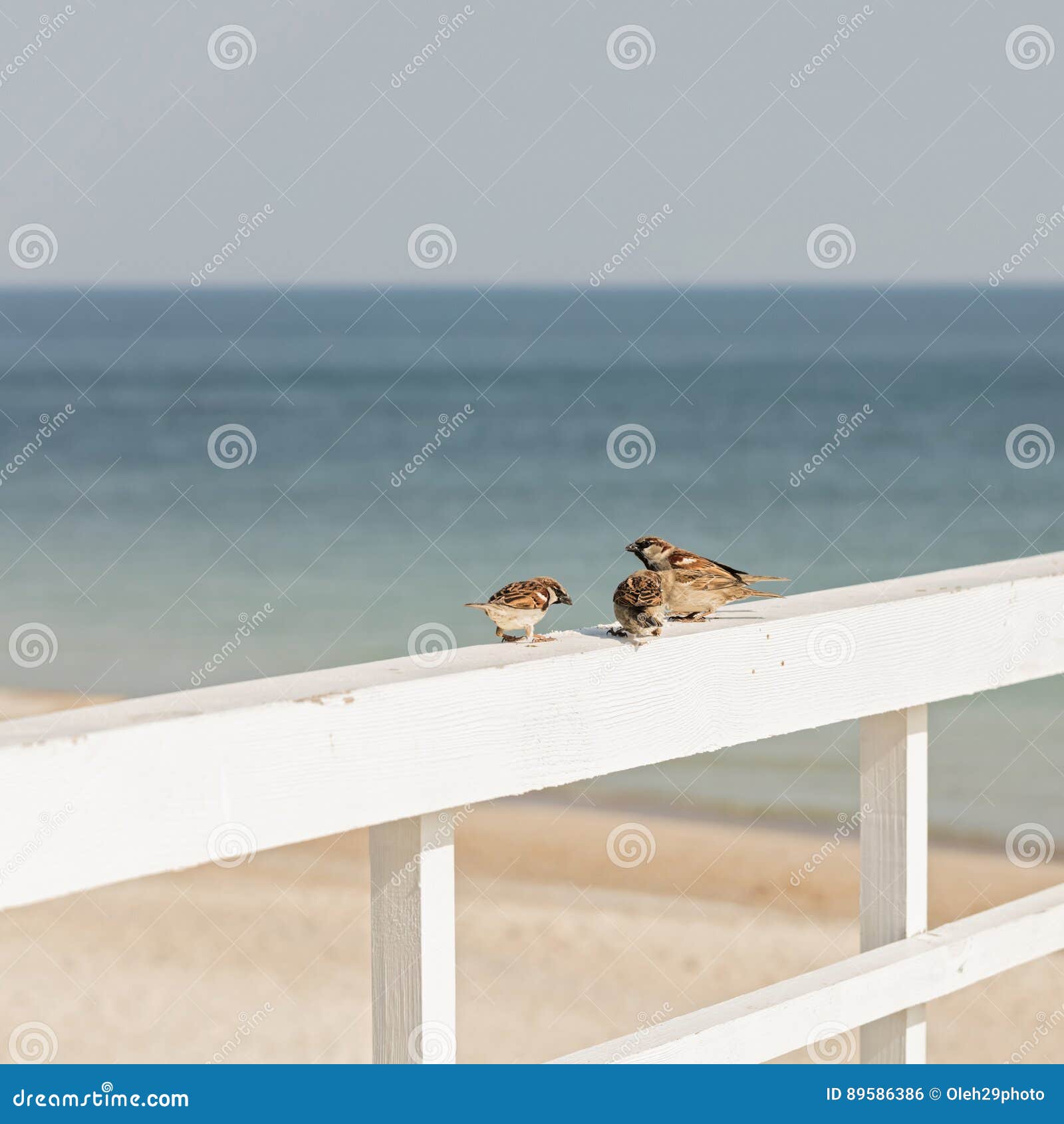 Sparrows Ocean Stock Photos - Free & Royalty-Free Stock Photos from ...