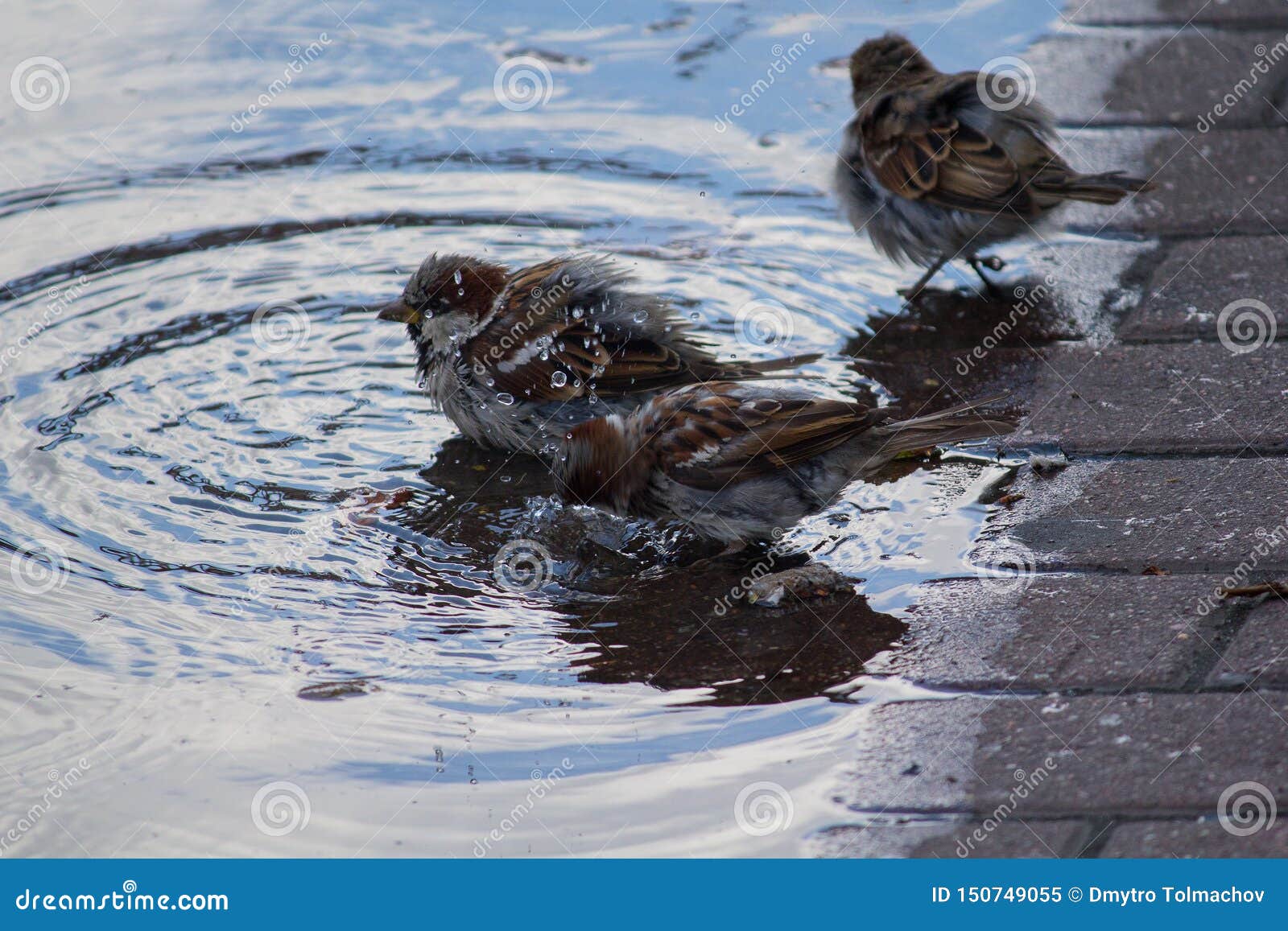 Sparrows Bathe in a Puddle in the Heat Stock Image - Image of park ...