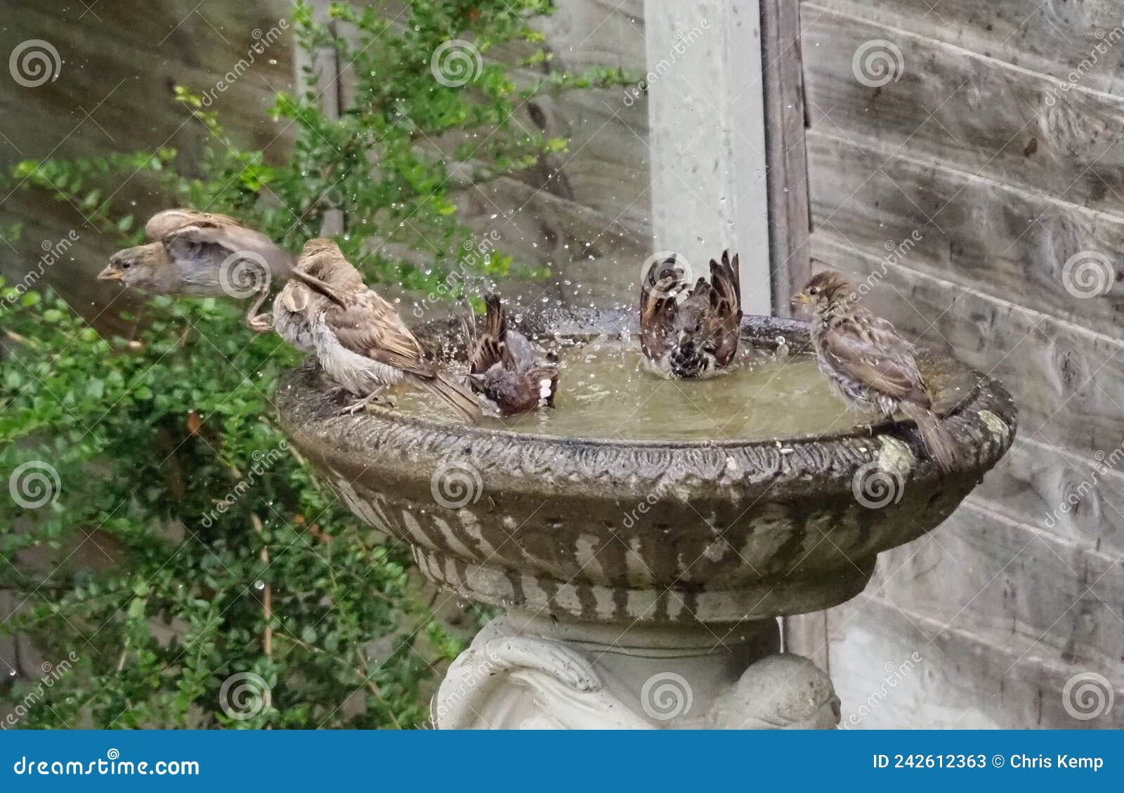Sparrows Bathing in a Bird Bath Stock Image - Image of bird, group ...