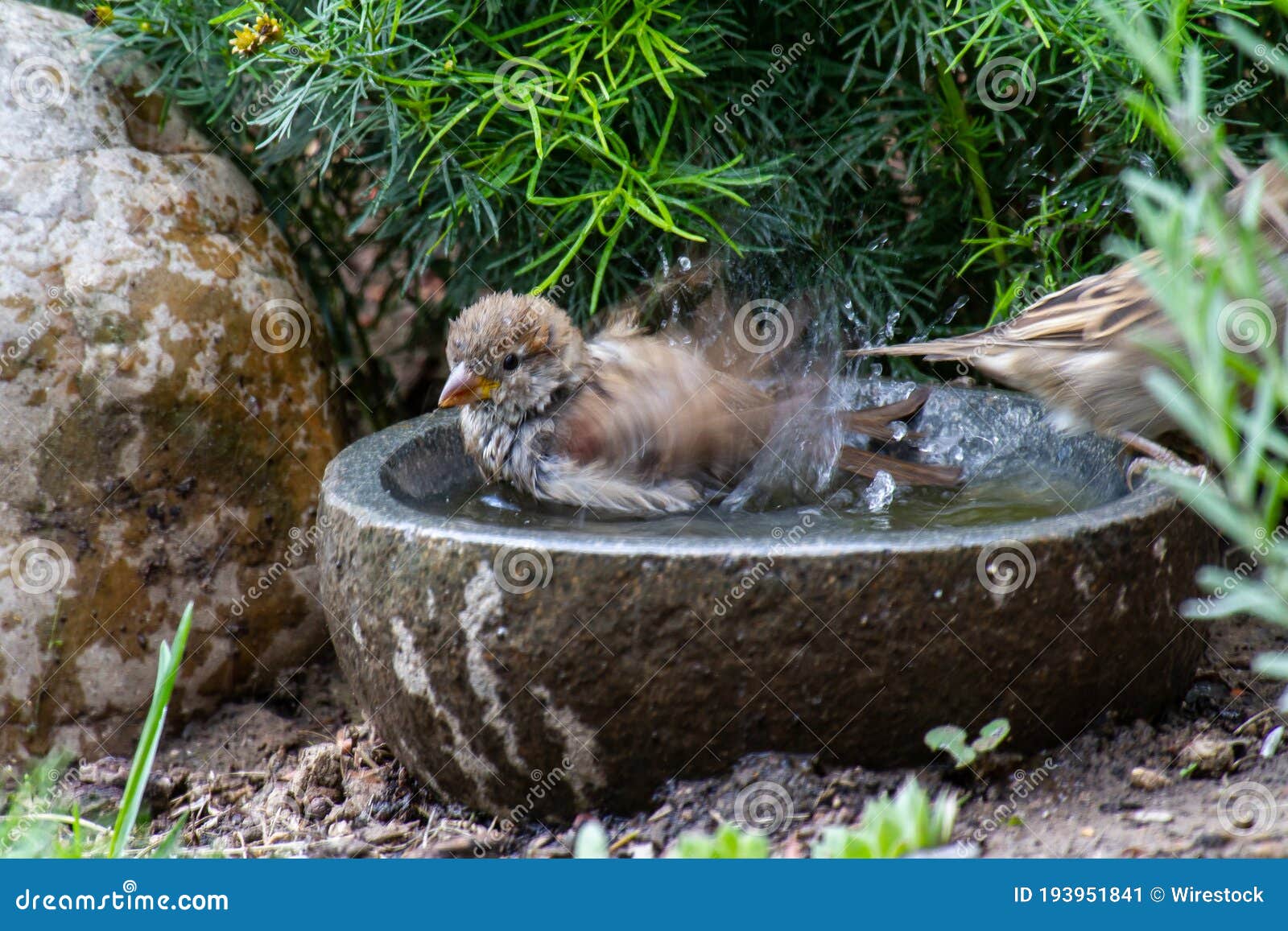 Sparrows Bathing in a Stony Birdbath during the Daytime Stock Image ...