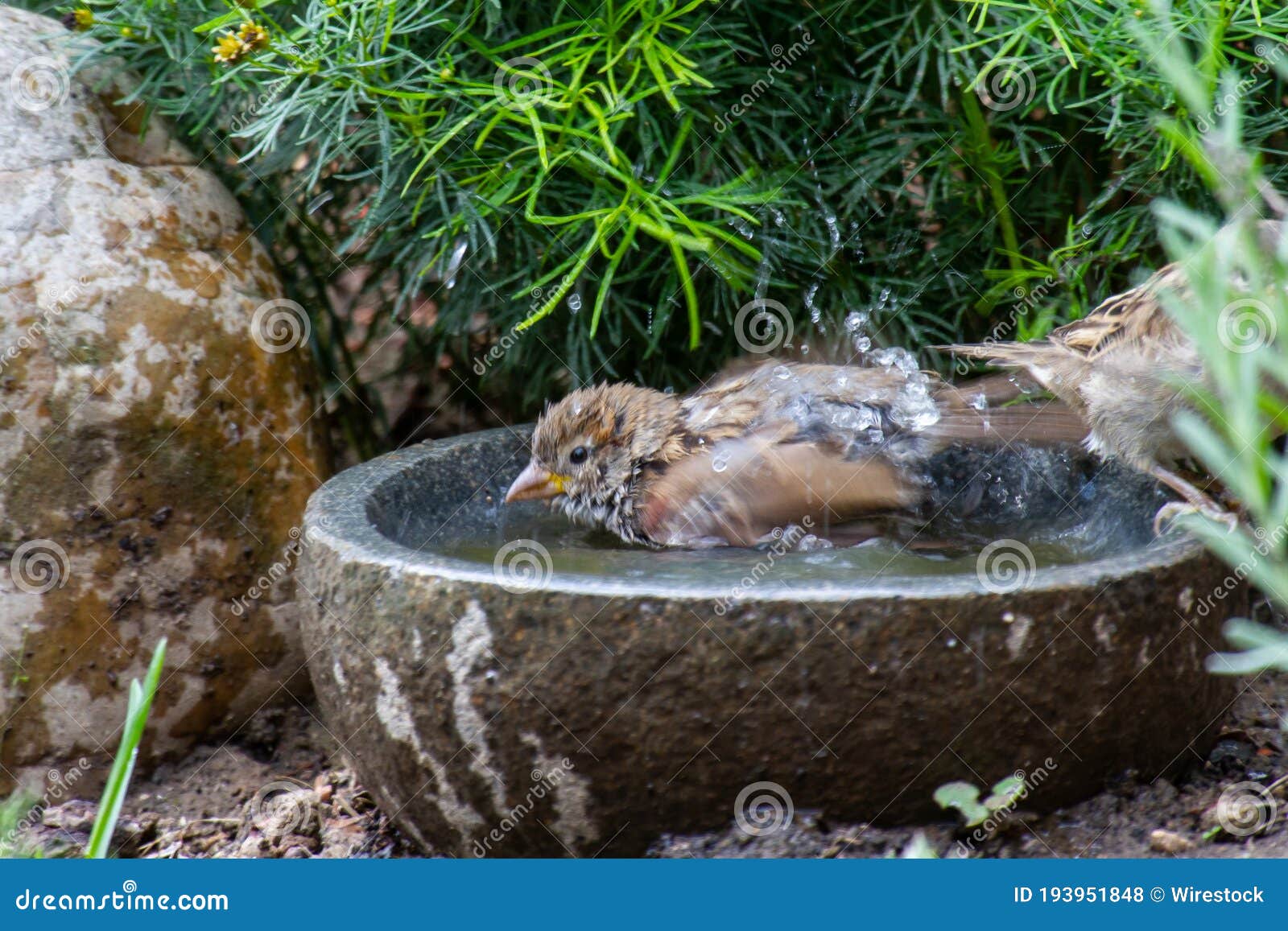Sparrows Bathing In Fountain Royalty-Free Stock Photography ...