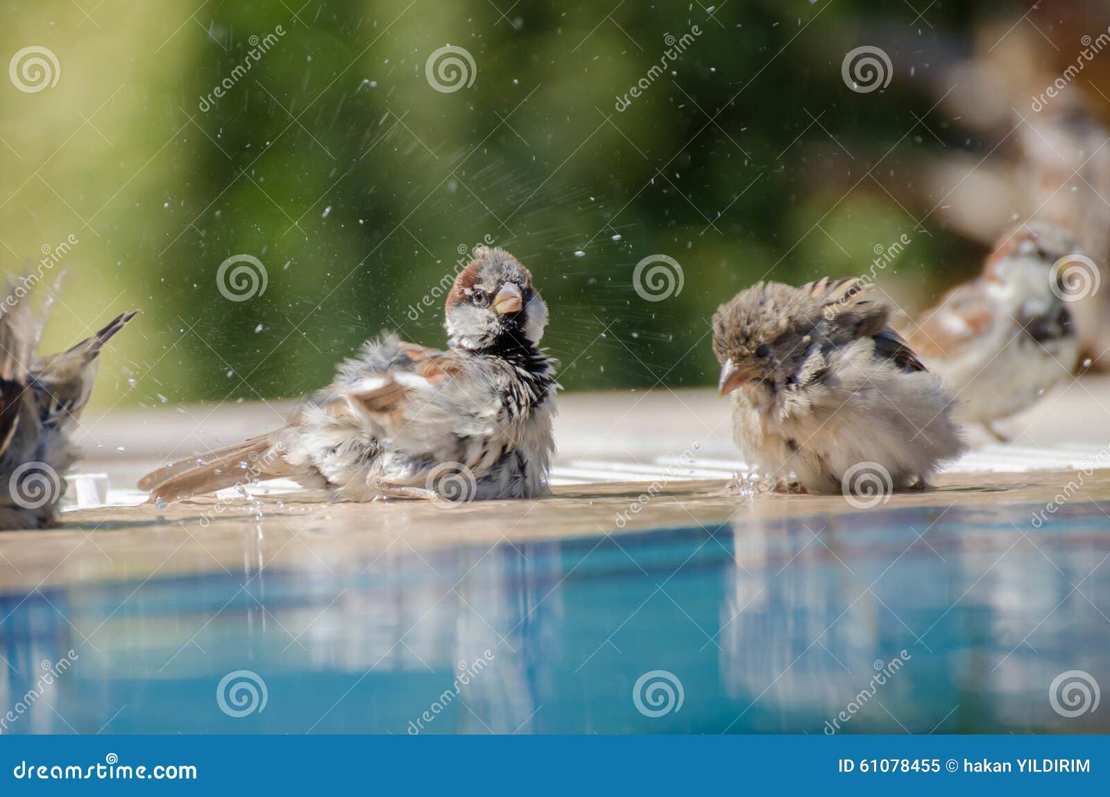 Sparrows Bathing stock image. Image of shower, fluffy - 61078455