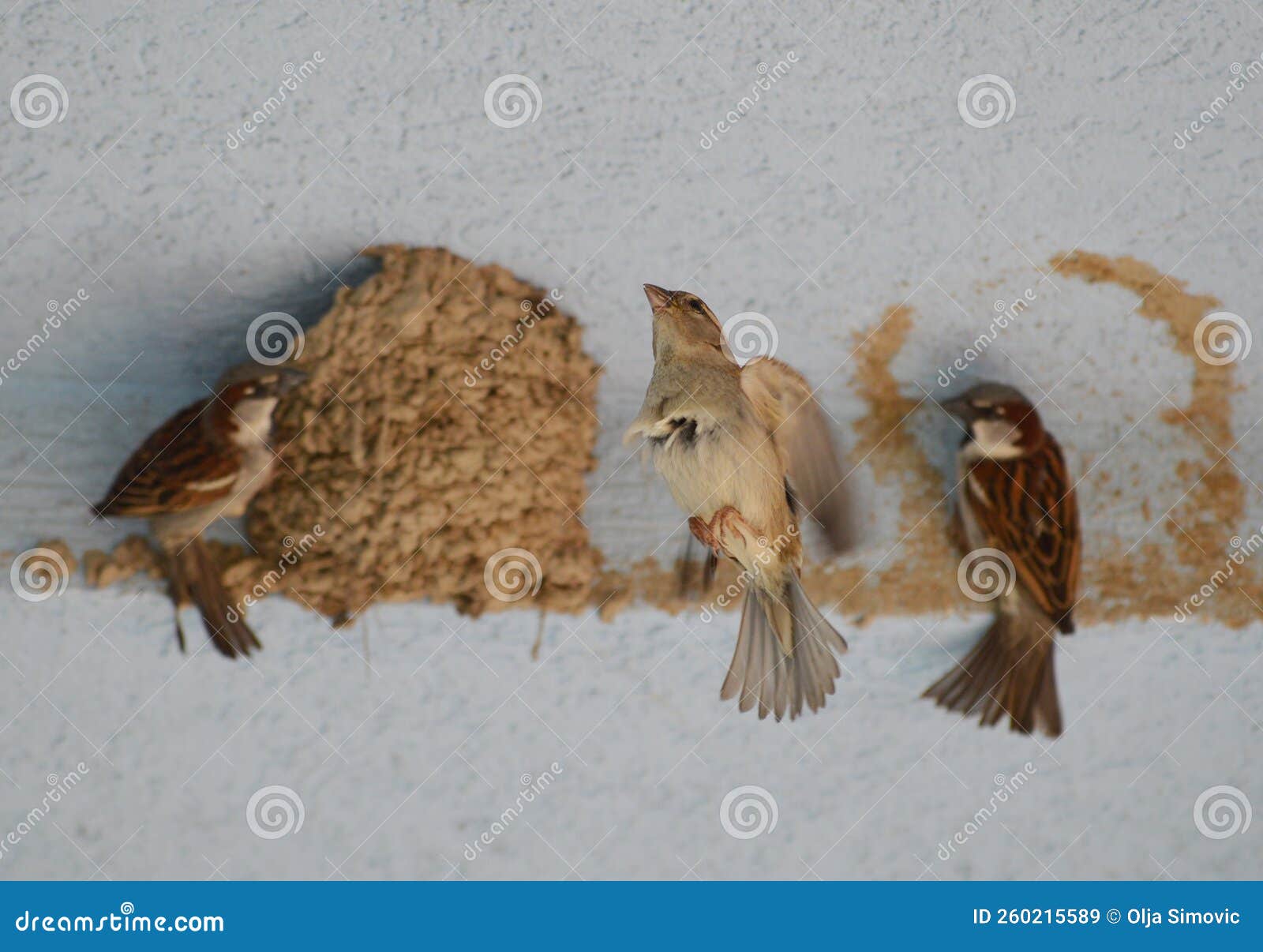 Sparrows are Building a Nest on the Wall Stock Image - Image of color ...