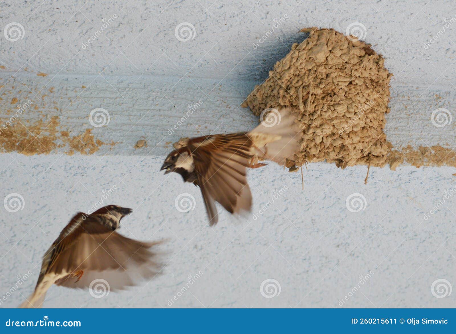 Sparrows are Building a Nest on the Wall Stock Image - Image of animal ...