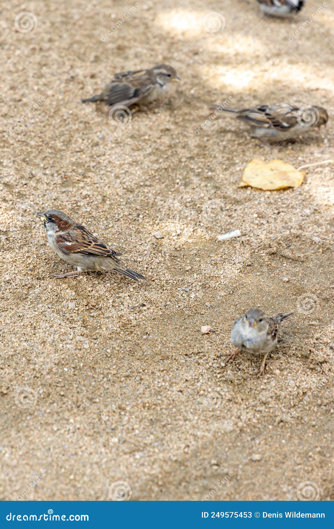 Sparrows Cavort in the Sand Stock Image - Image of beautiful, nature ...