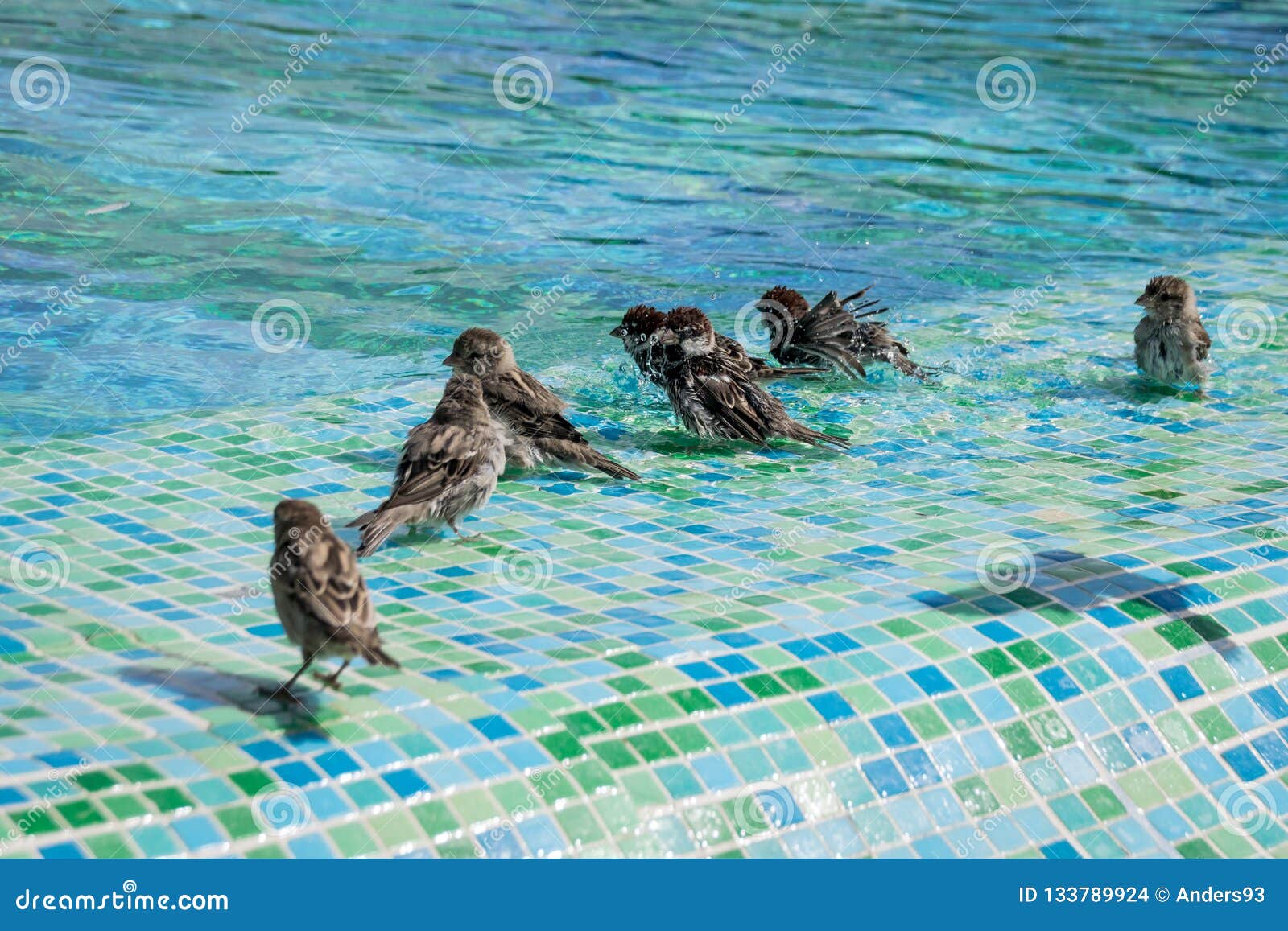 Flock of Sparrows Bathing in the Shallow End of a Swimming Pool Stock ...