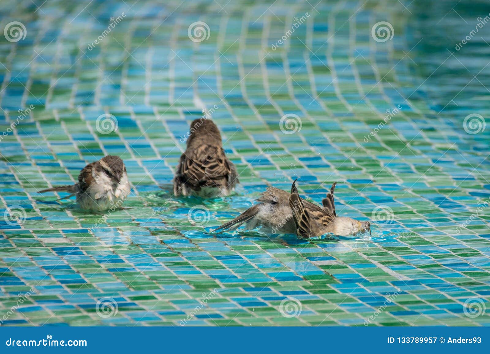 Flock of Sparrows Bathing in the Shallow End of a Swimming Pool Stock ...
